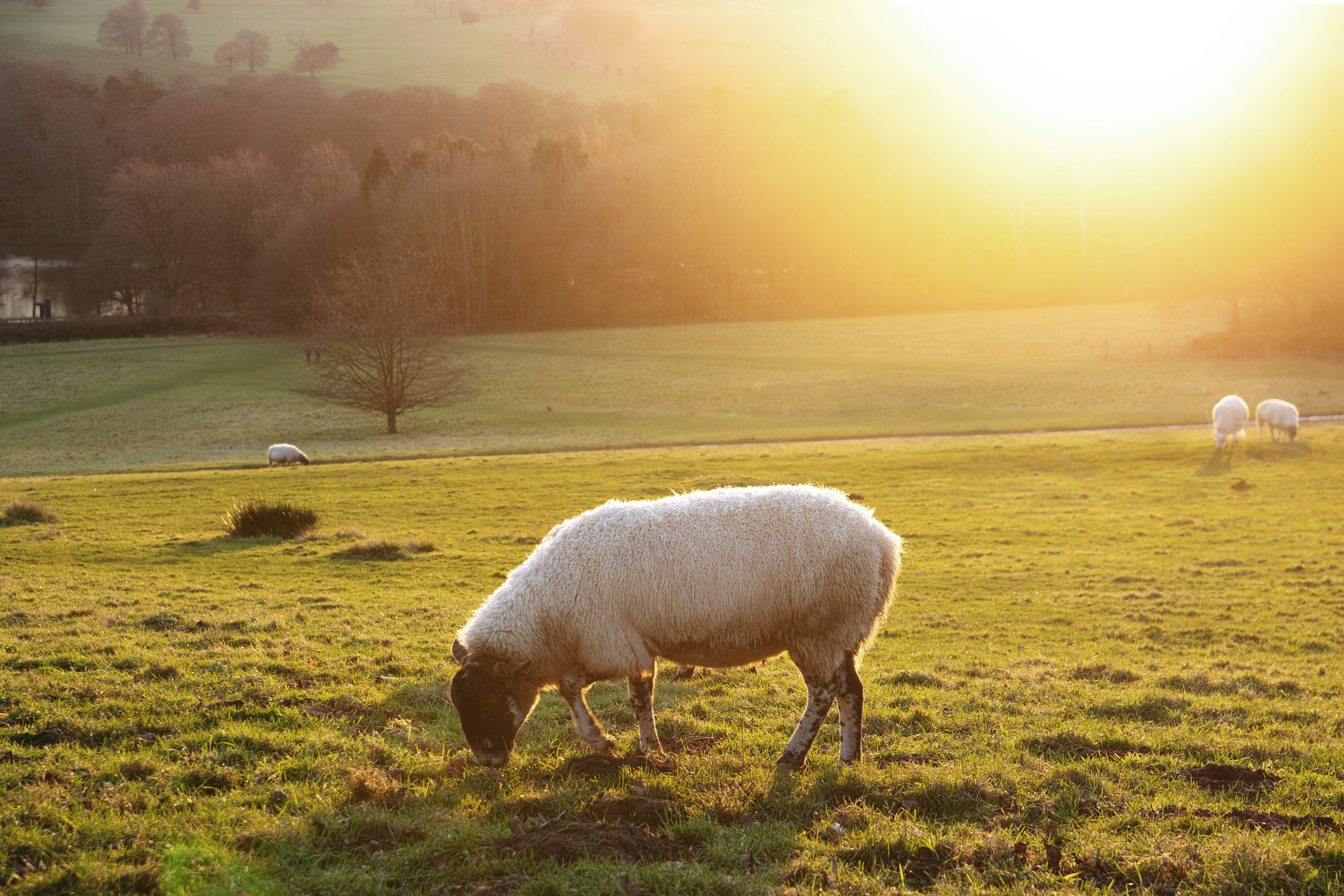Sheep Grazing Pictures | Download Free Images on Unsplash