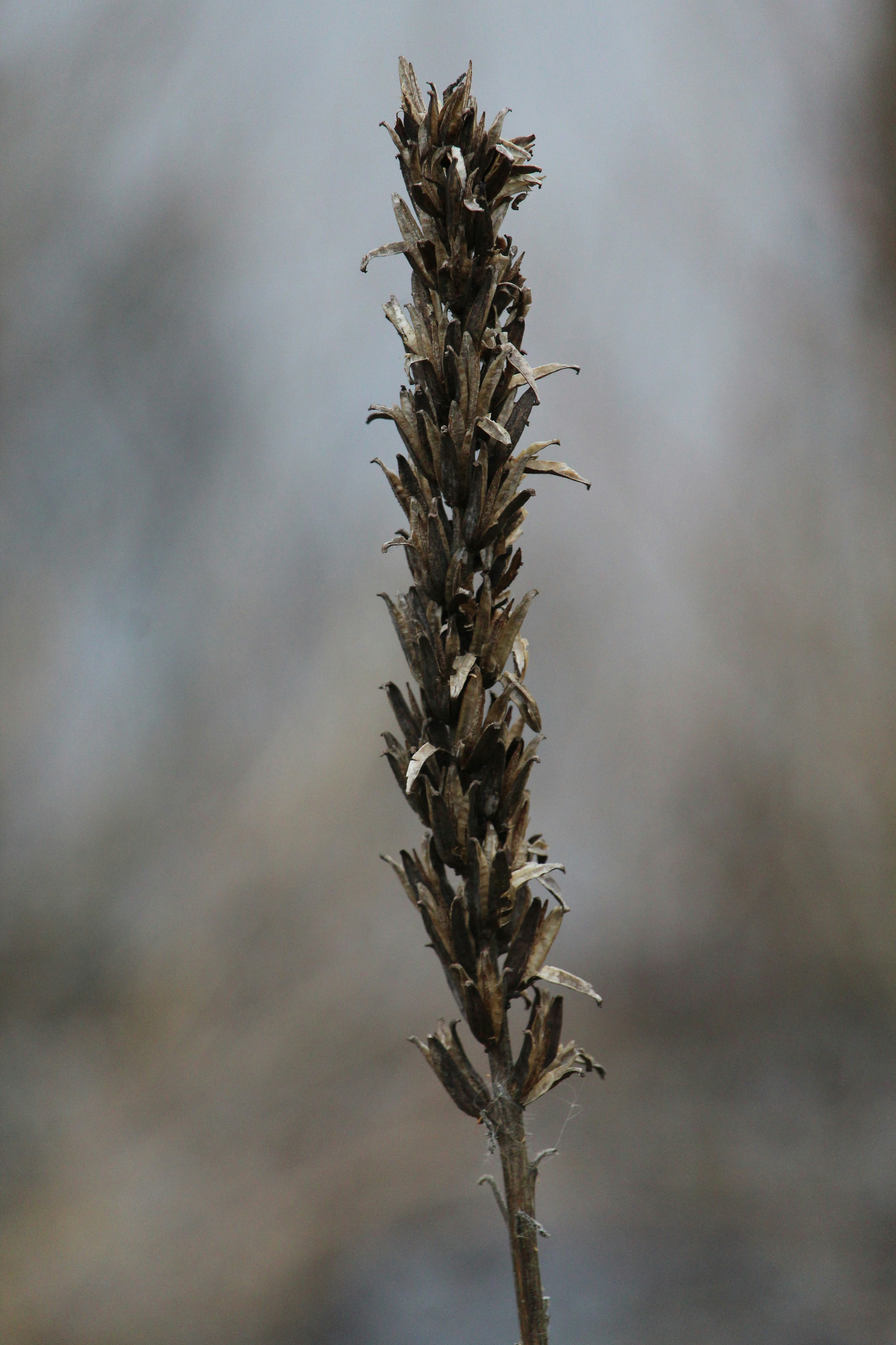 Centered Seed Spike: a solitary dry stalk piercing a muted backdrop