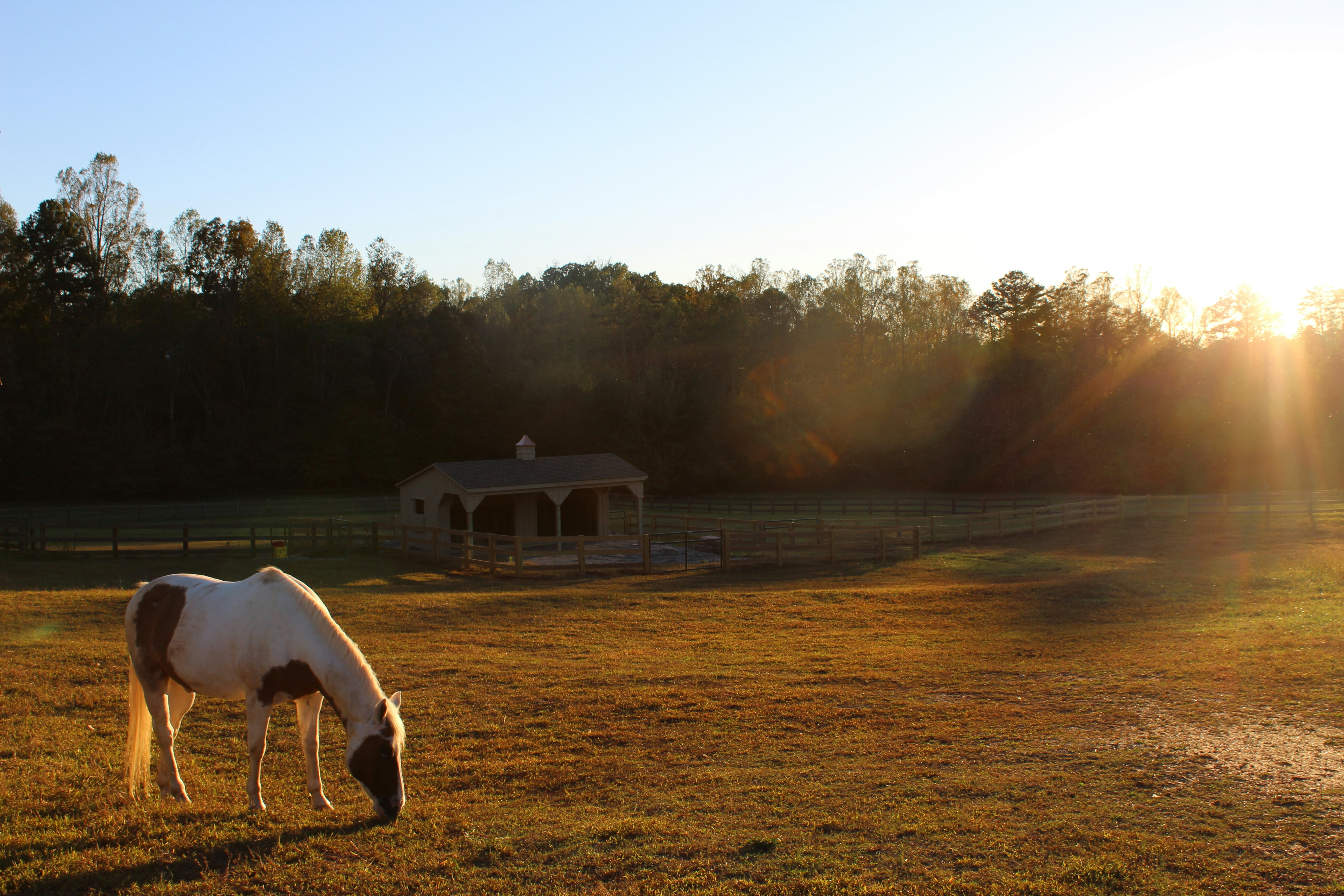 Golden Hour Grazing: A Horse in a Quiet Pasture