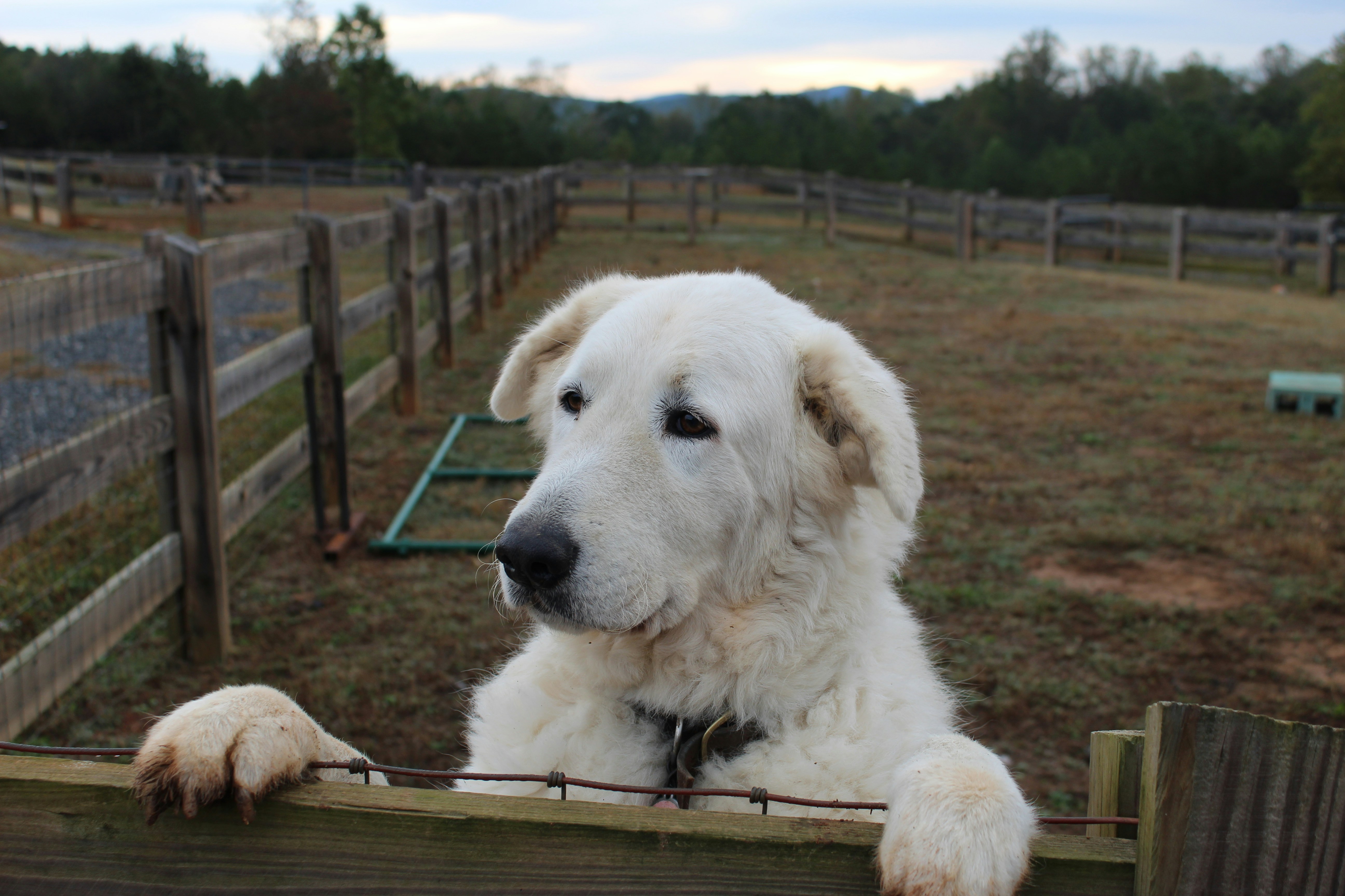 A white dog resting its paws on a wooden fence, gazing thoughtfully into the distance on a tranquil farm.