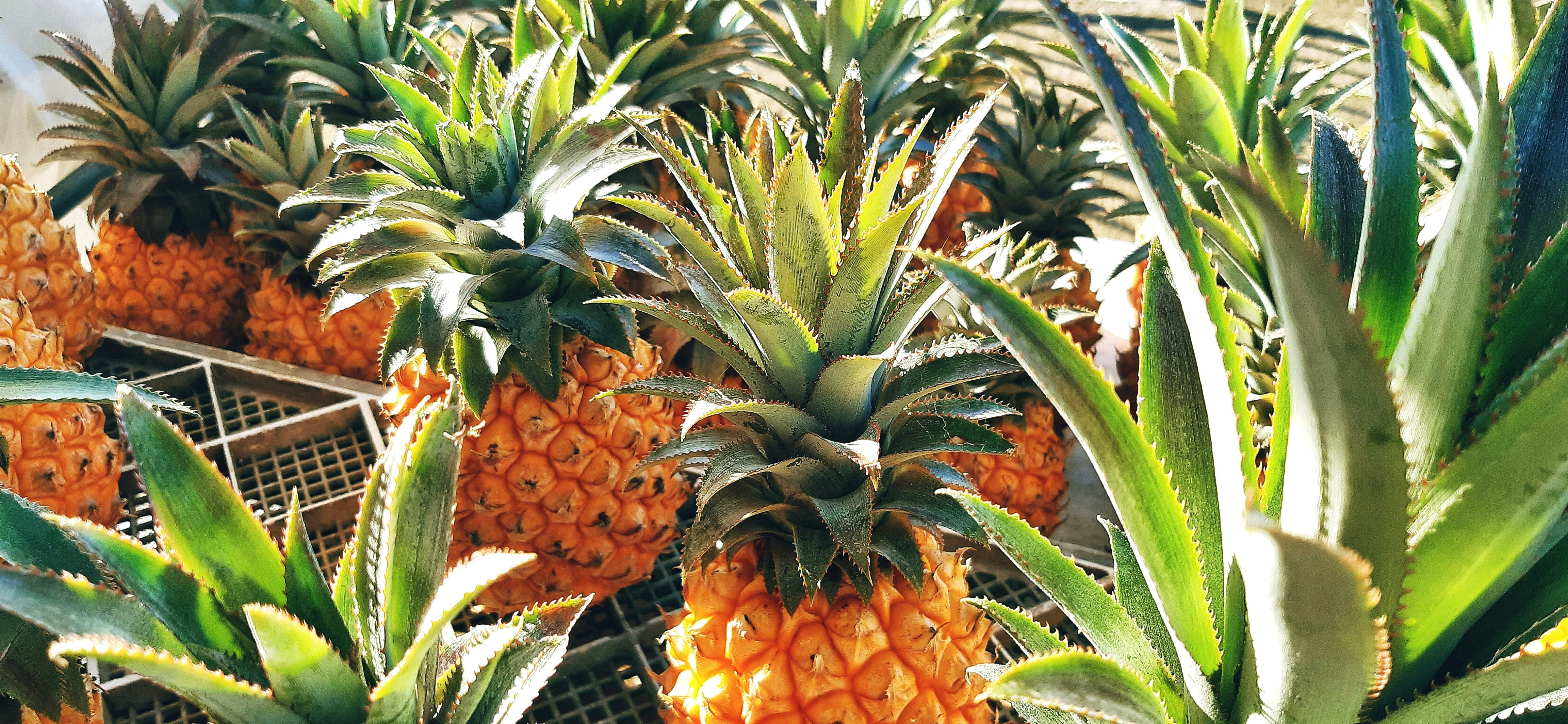 Close-up photograph of ripe pineapples among spiky green leaves in a greenhouse.