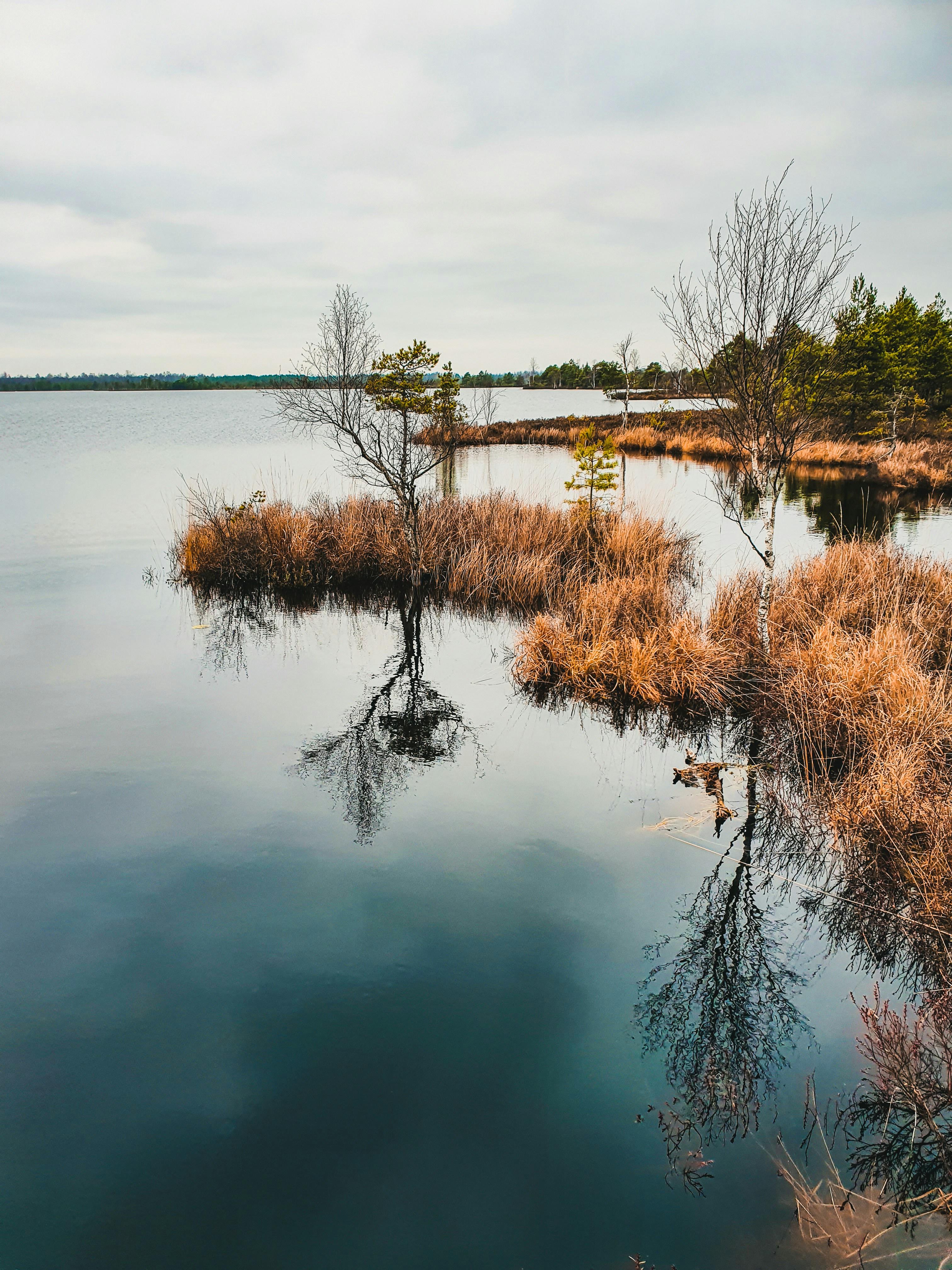 Bog Pictures | Download Free Images on Unsplash