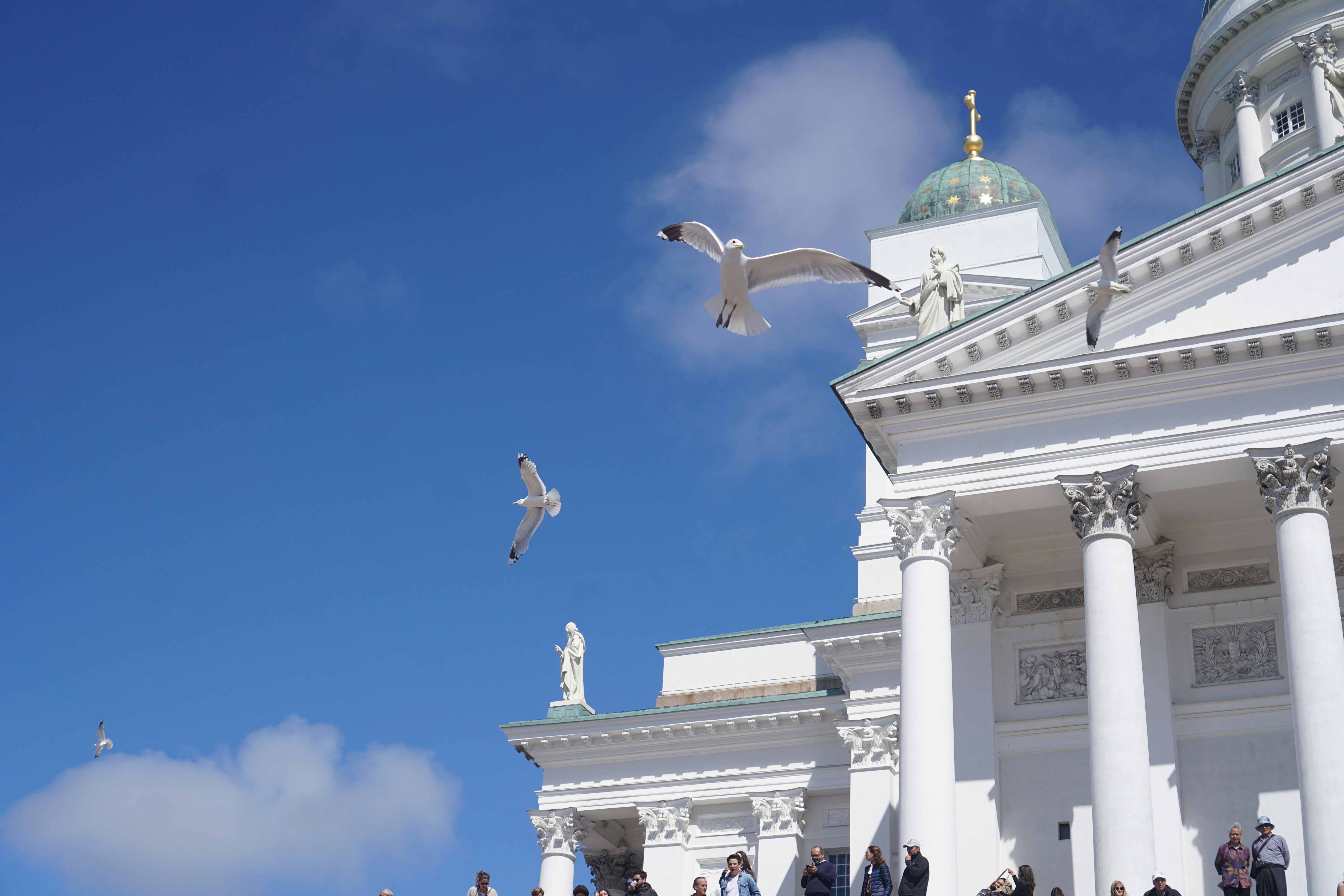Aeolian Grace: Seagulls Over Classical Columns