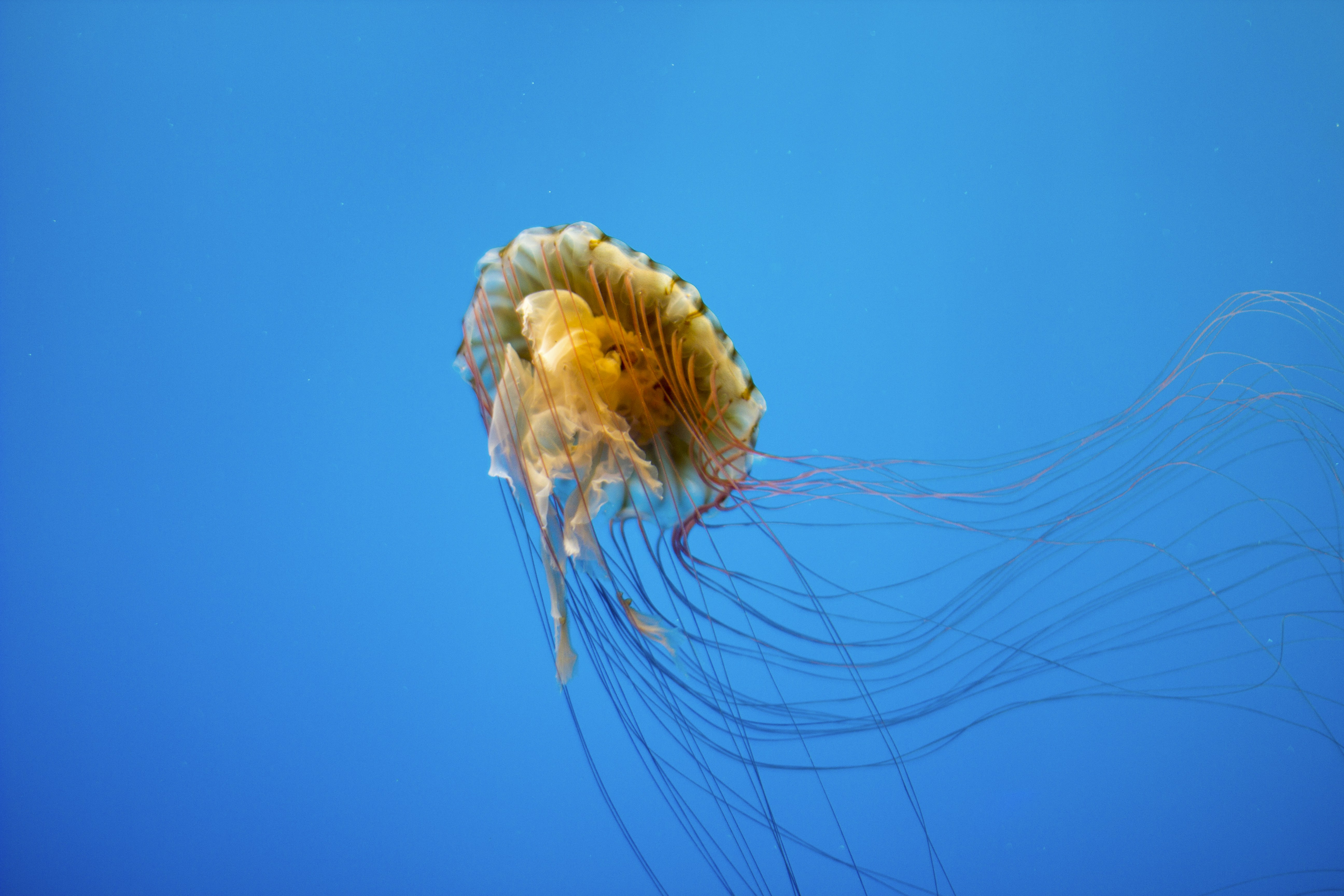 Golden brown jellyfish with long trailing tentacles against a vibrant blue backdrop.
