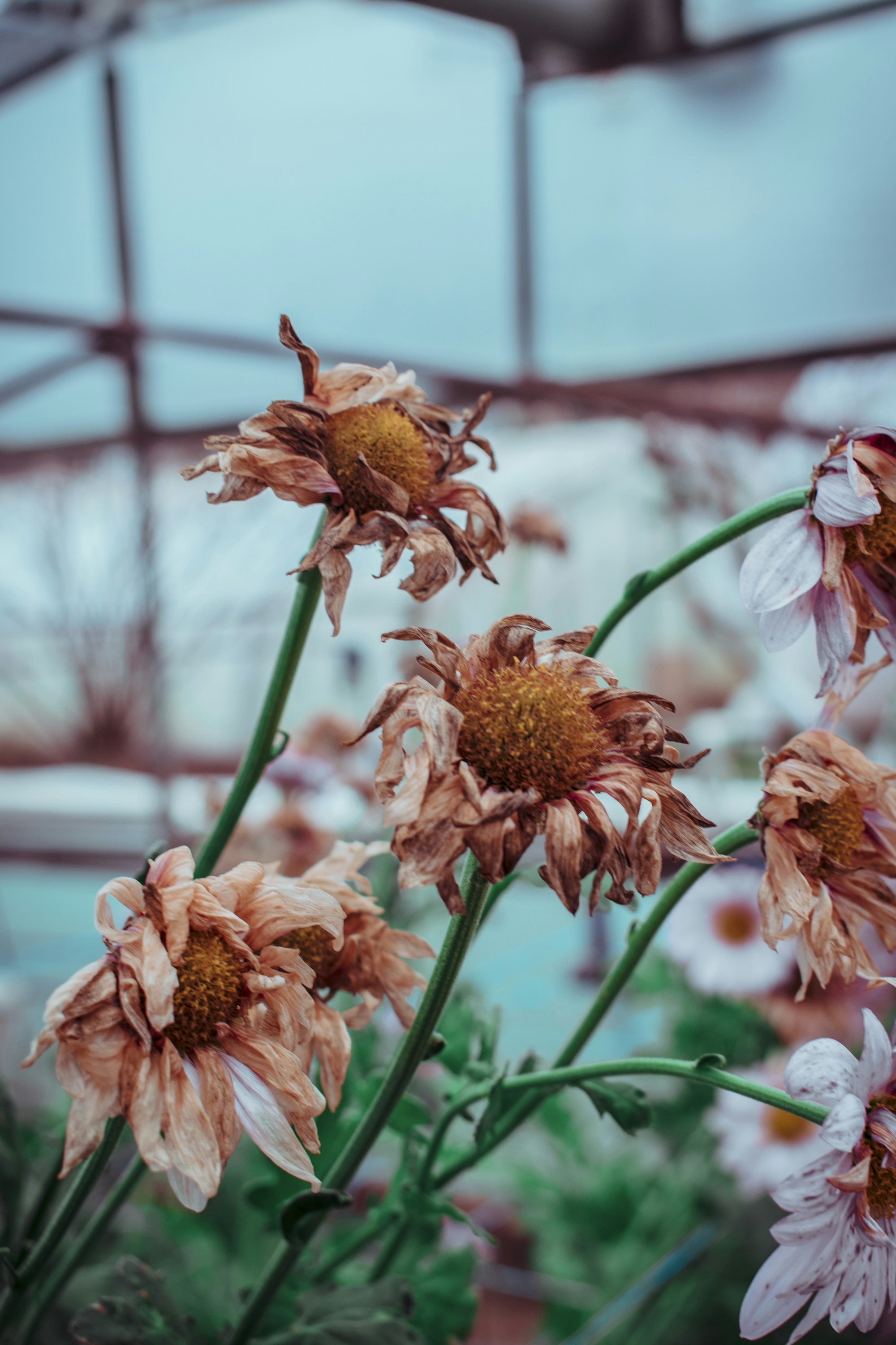 Focus photography of wilted yellow-petaled flowers photo – Free Flower ...