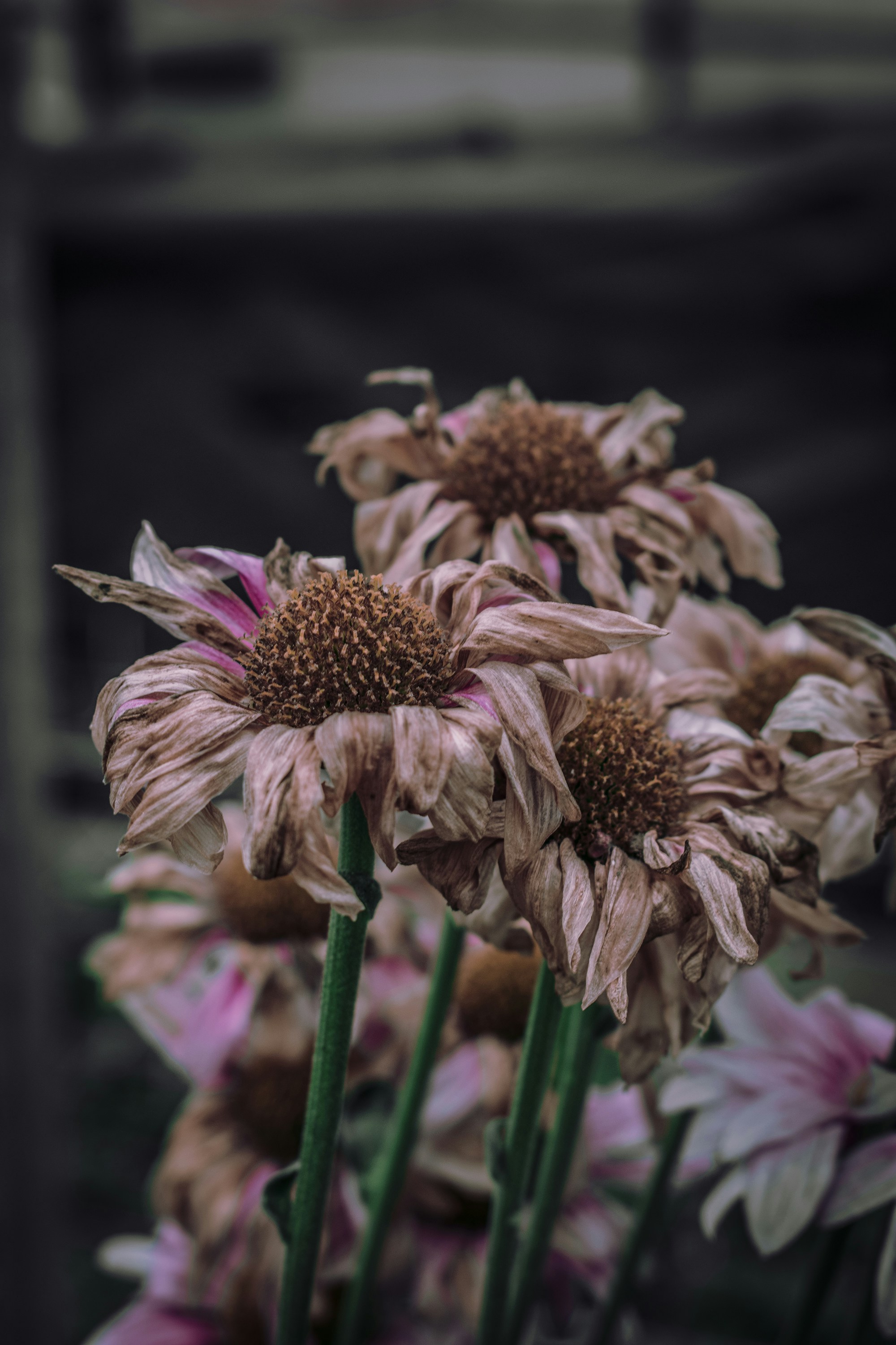 Close-up photography of withered pink daisy flowers photo – Free Plant ...
