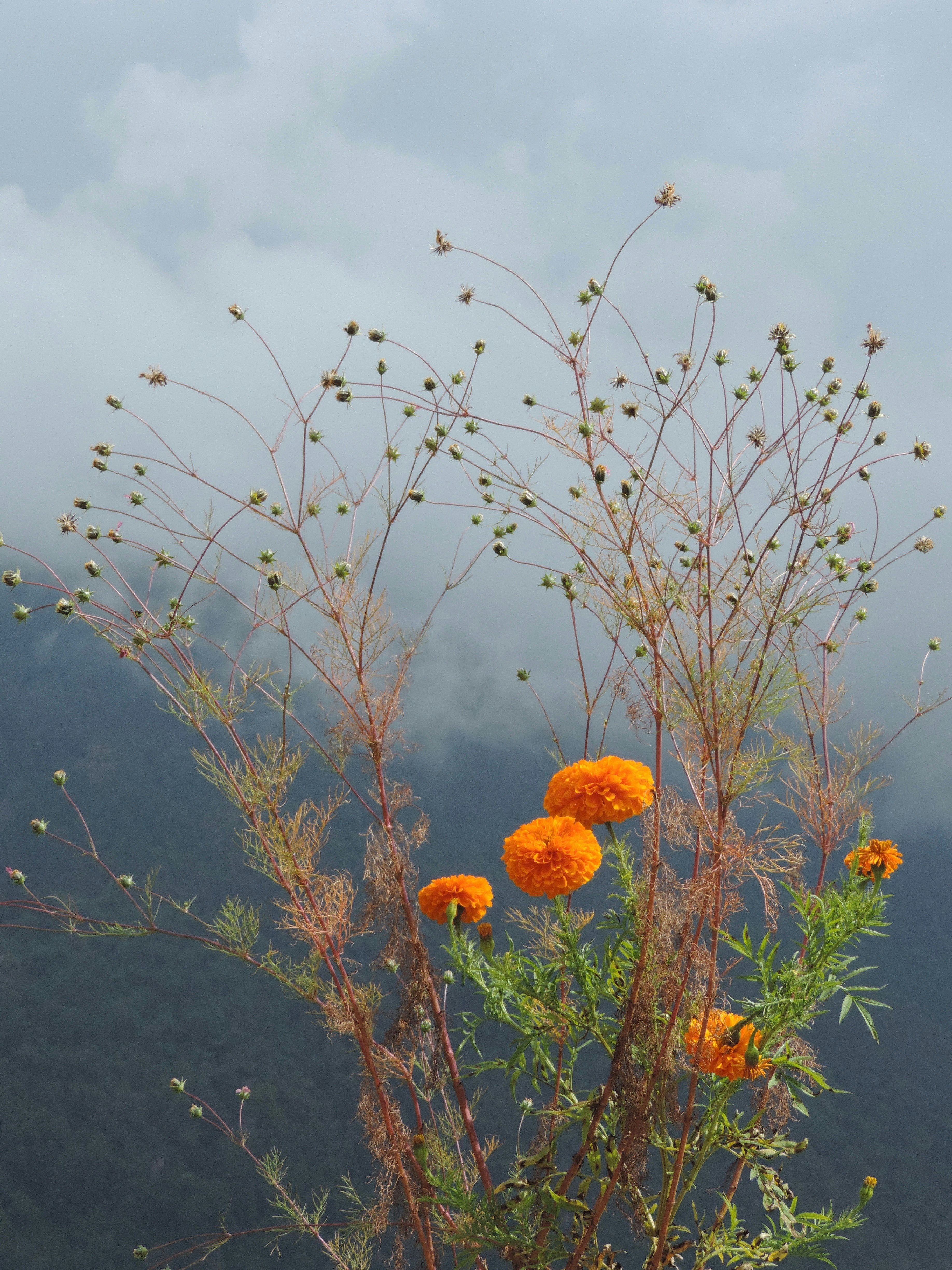 Against the Mist: Orange Marigolds Rising from an Alpine Arc