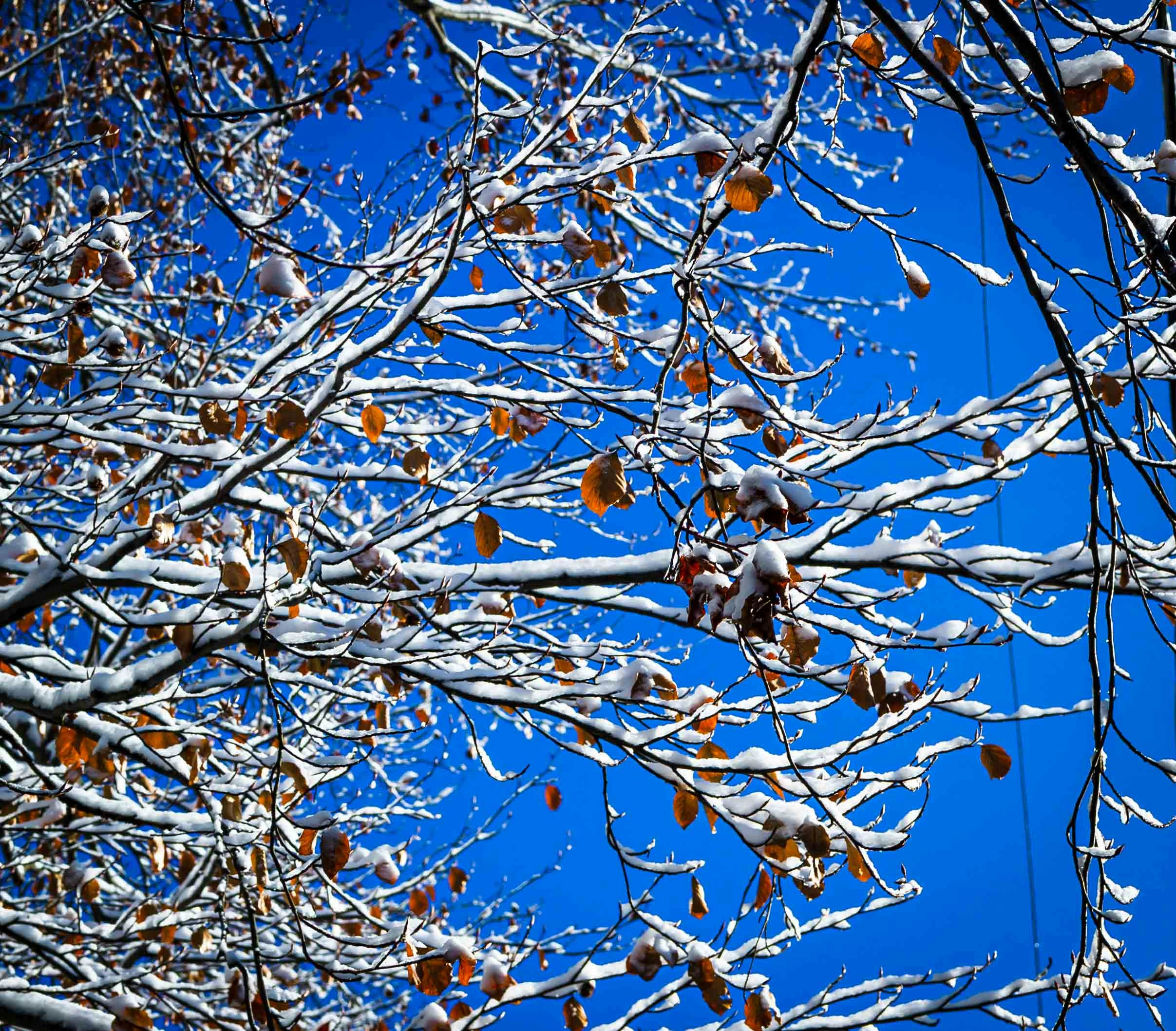 Snow-laden tree branches stretch against a vibrant blue sky.