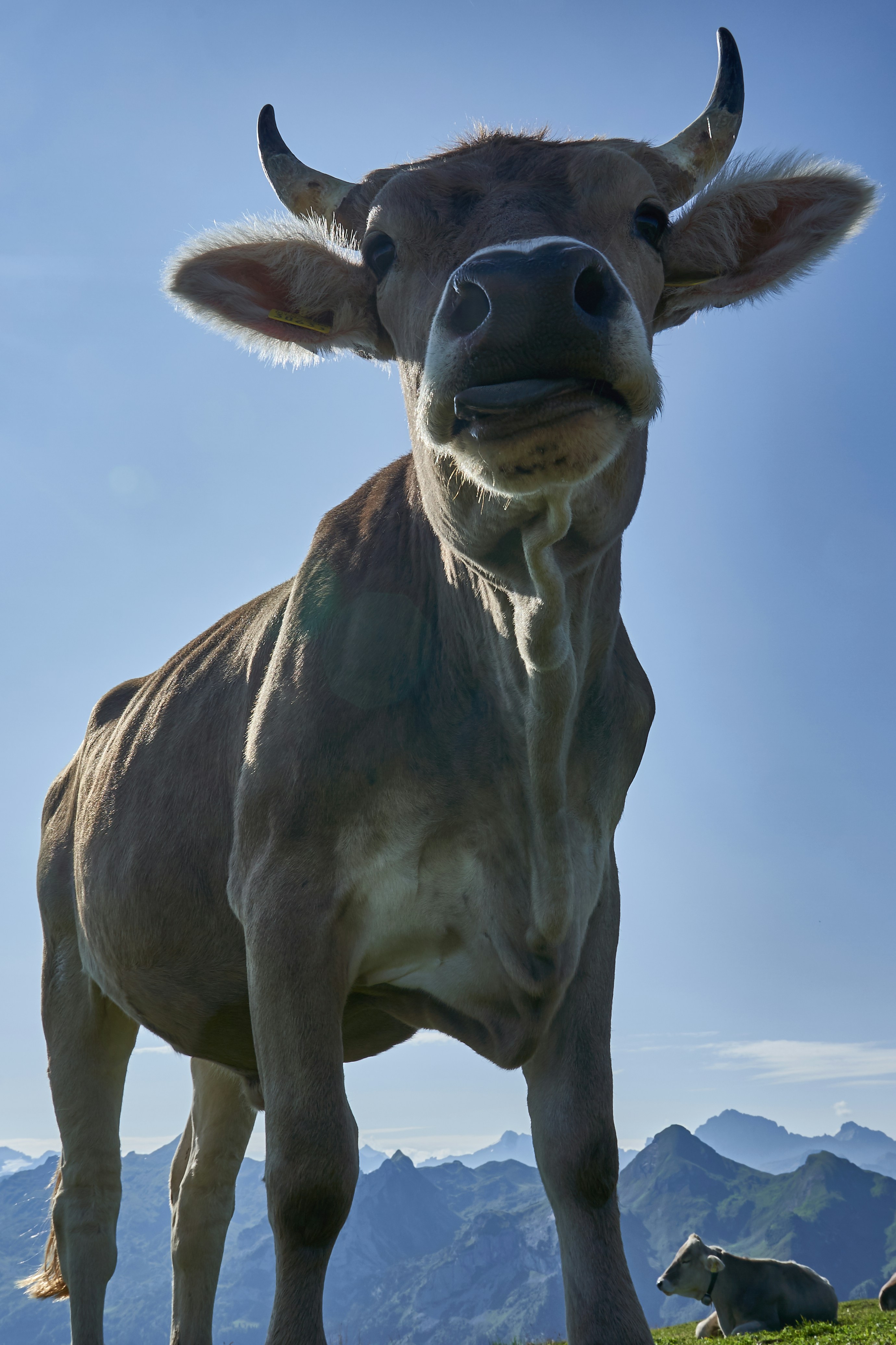 Gray cow photo – Free Animal Image on Unsplash