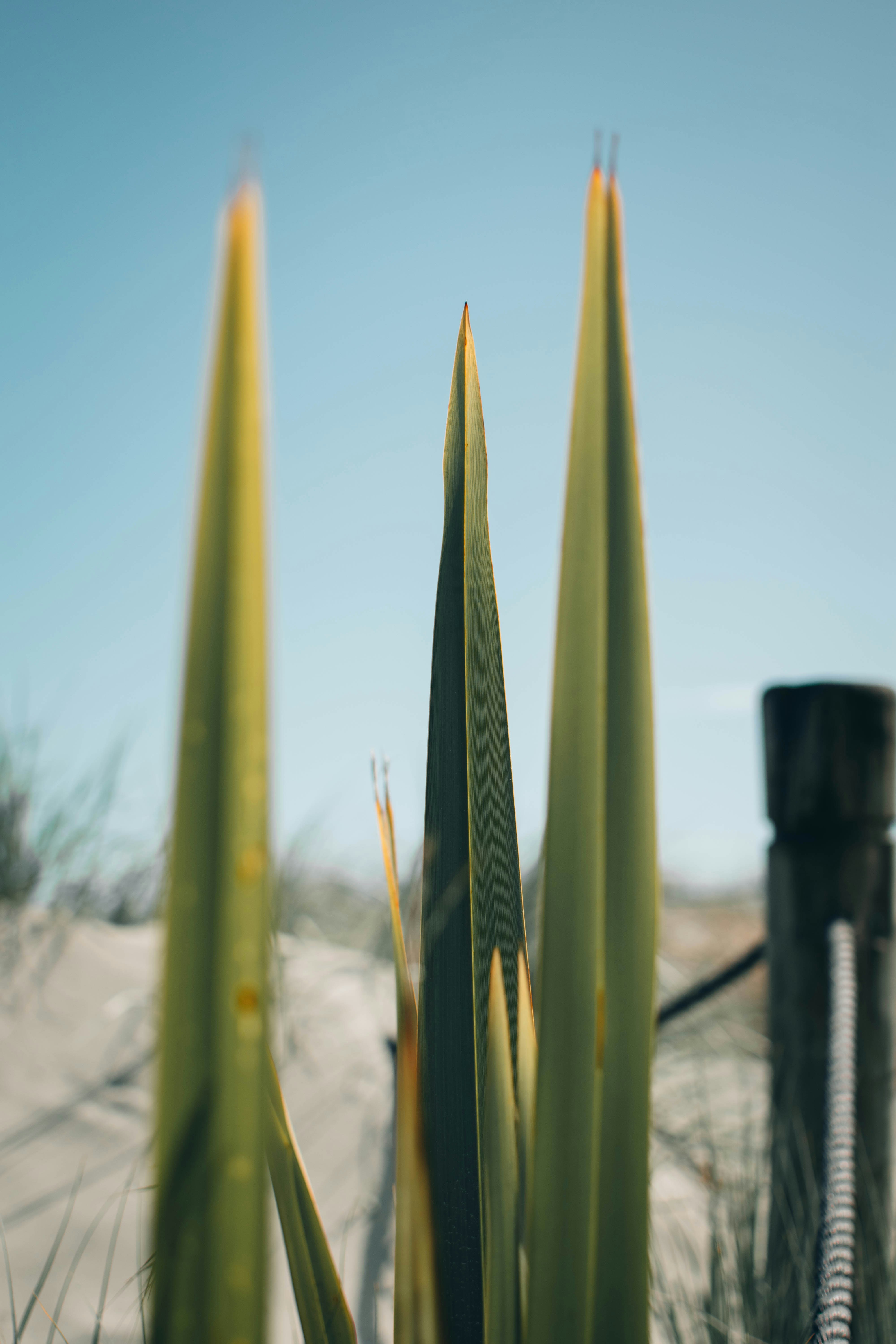 Coastal Dune Spires: Sunlit Yucca Against a Clear Sky
