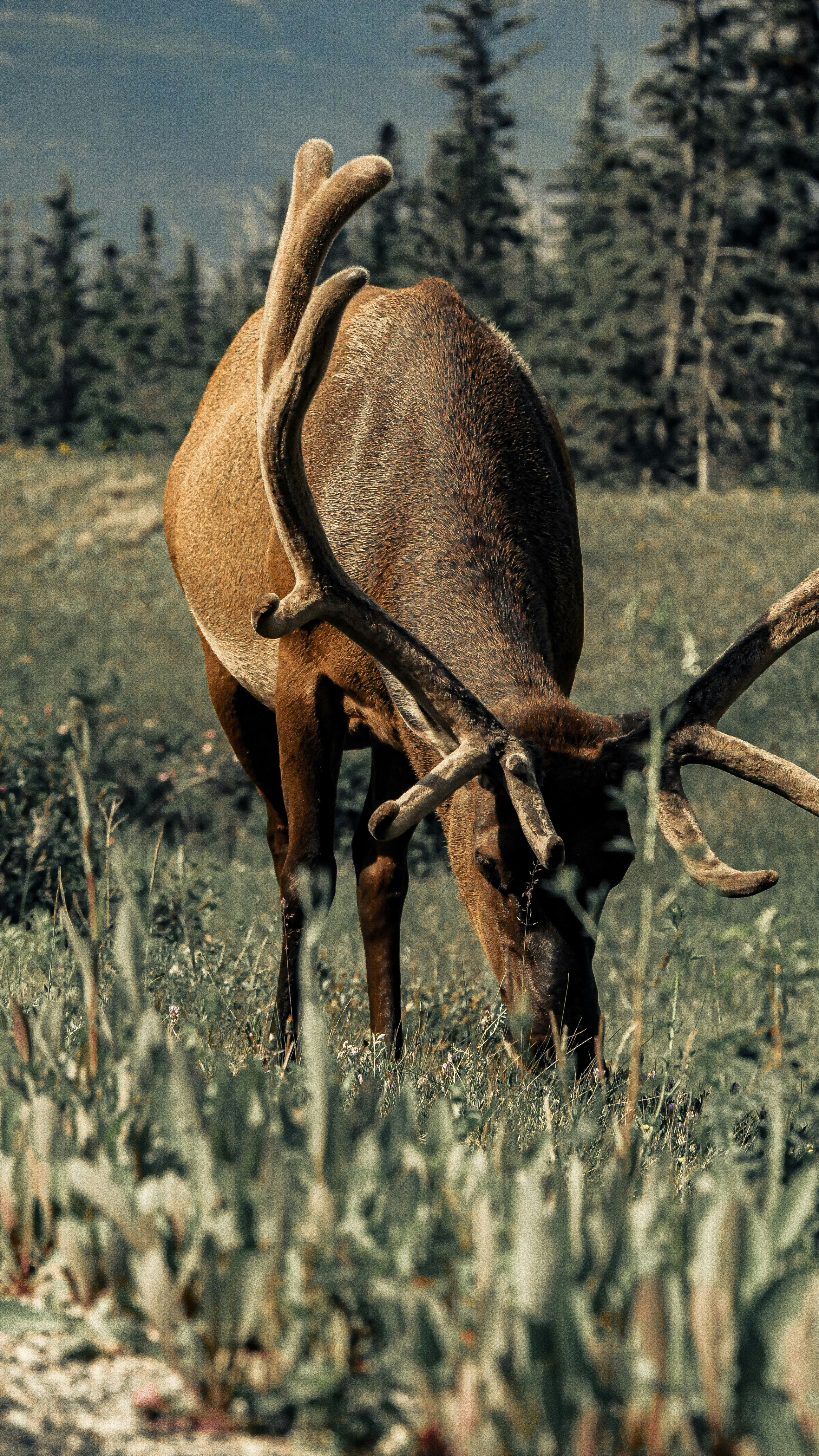 Brown Male Wild Elk With fuzzy antlers Jasper (BC)