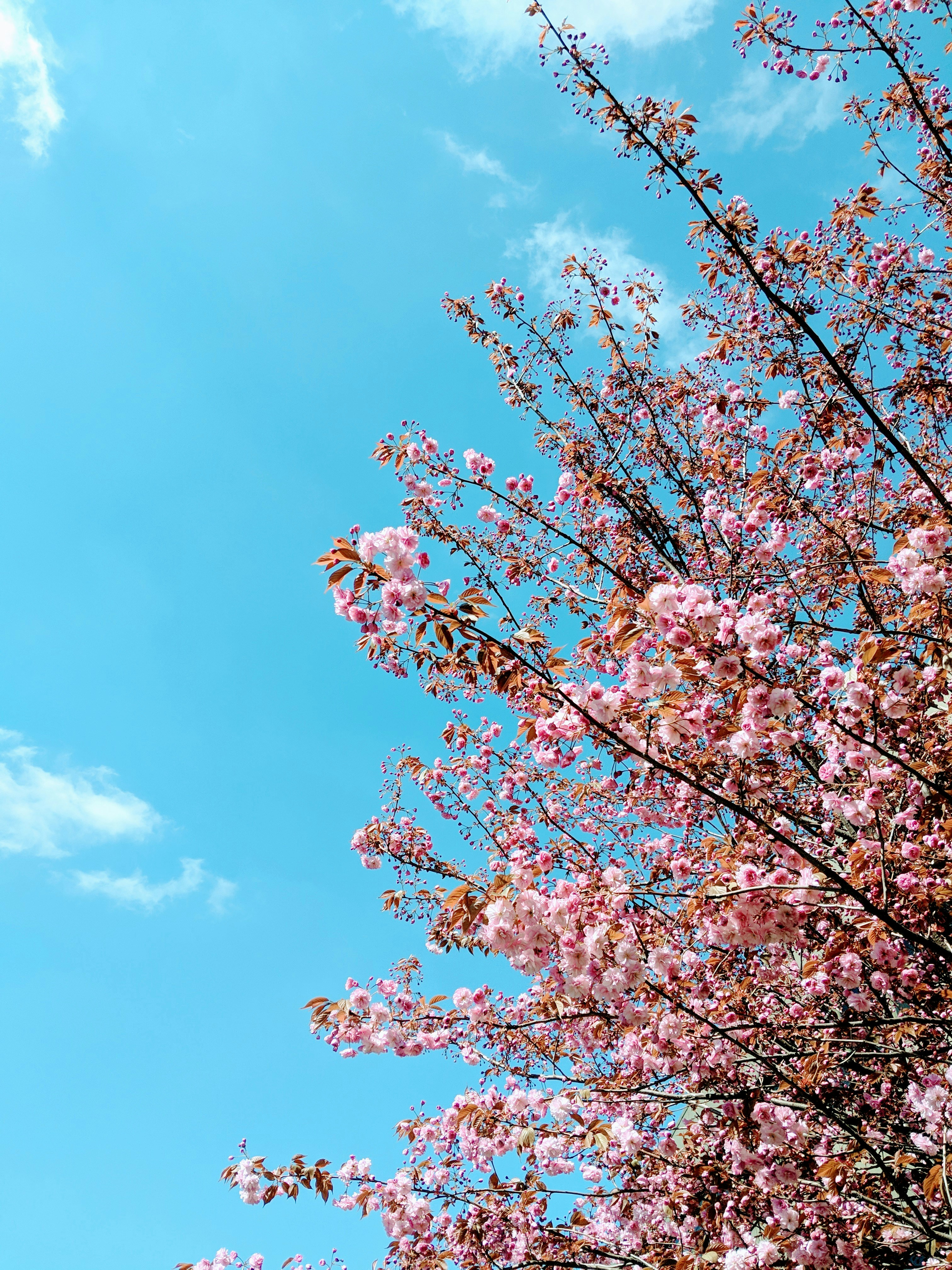 Cherry blossoms tree photo – Free Uk Image on Unsplash