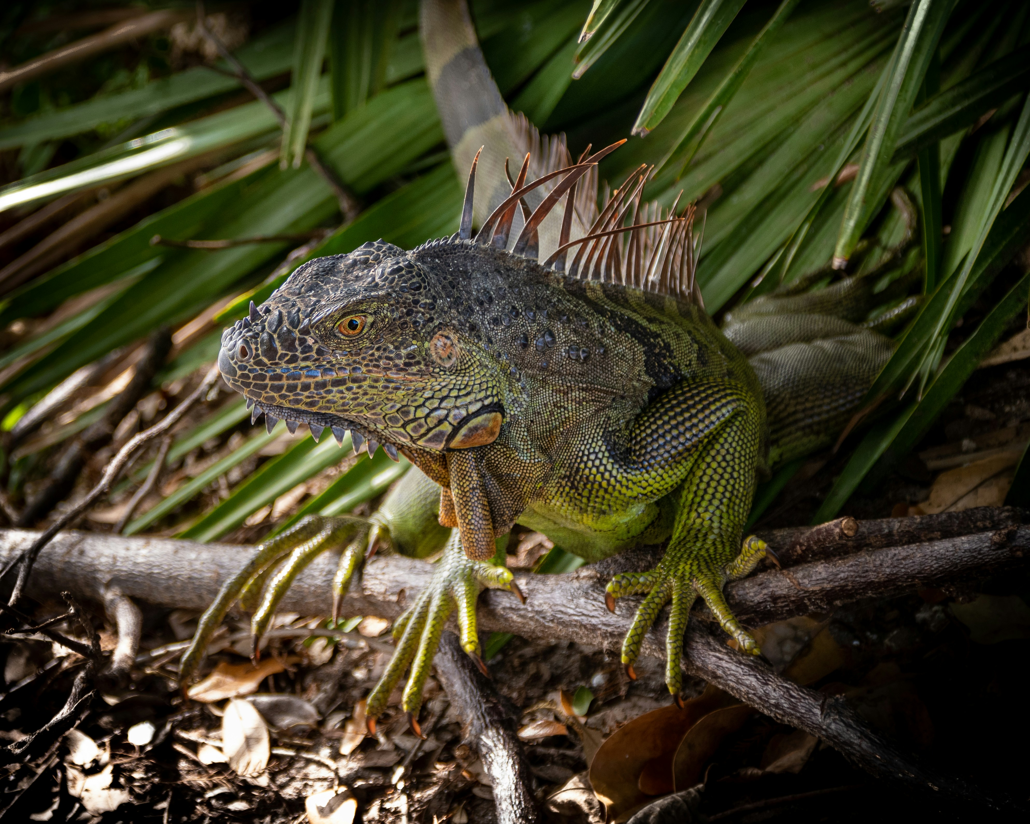 Green Iguana on Branch: Textured Skin and Spiky Crest in Dappled Light