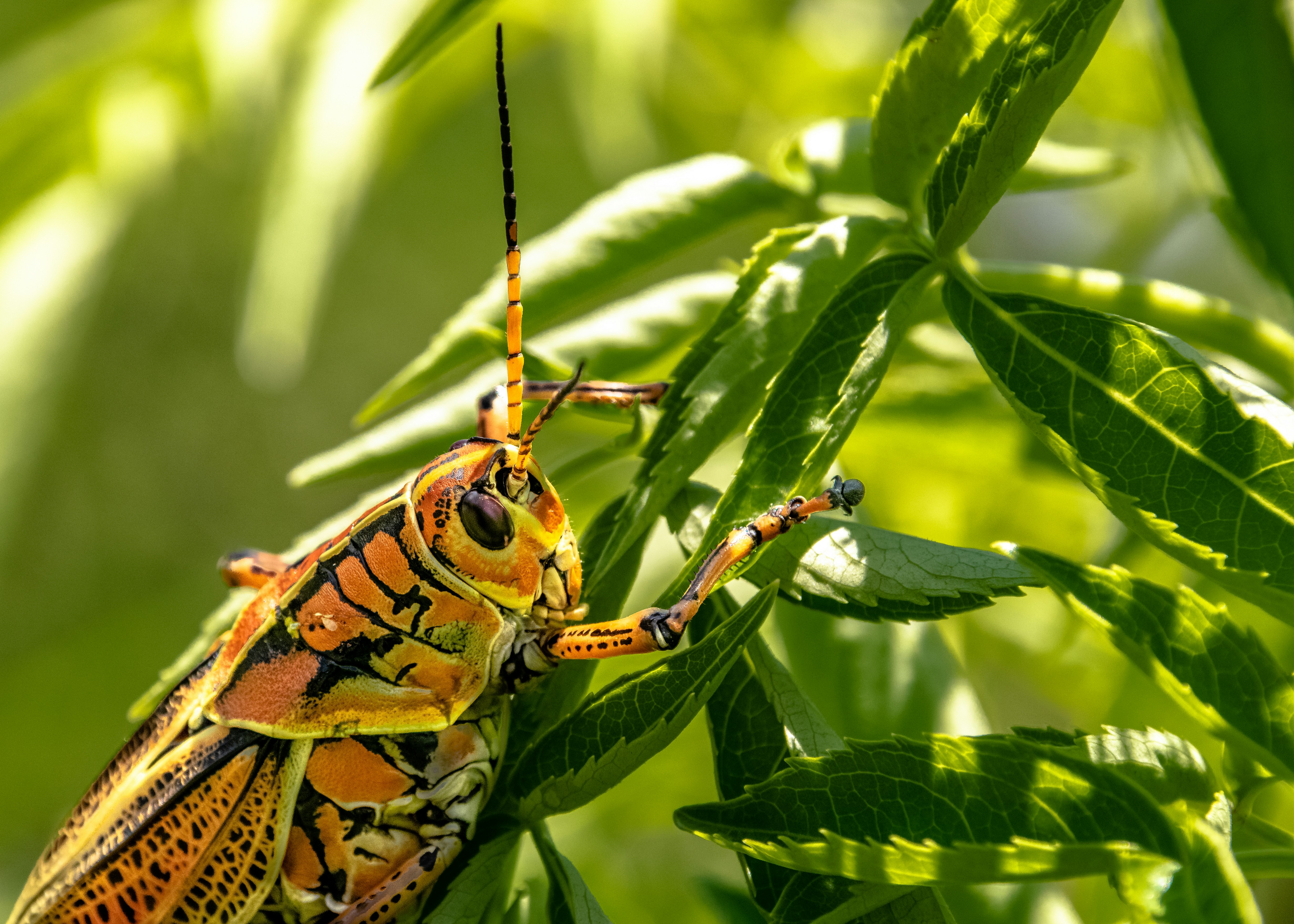 Close-up of a vibrant grasshopper perched on lush green leaves, showcasing intricate patterns and textures. The image highlights the grasshopper's vivid colors against a blurred background.