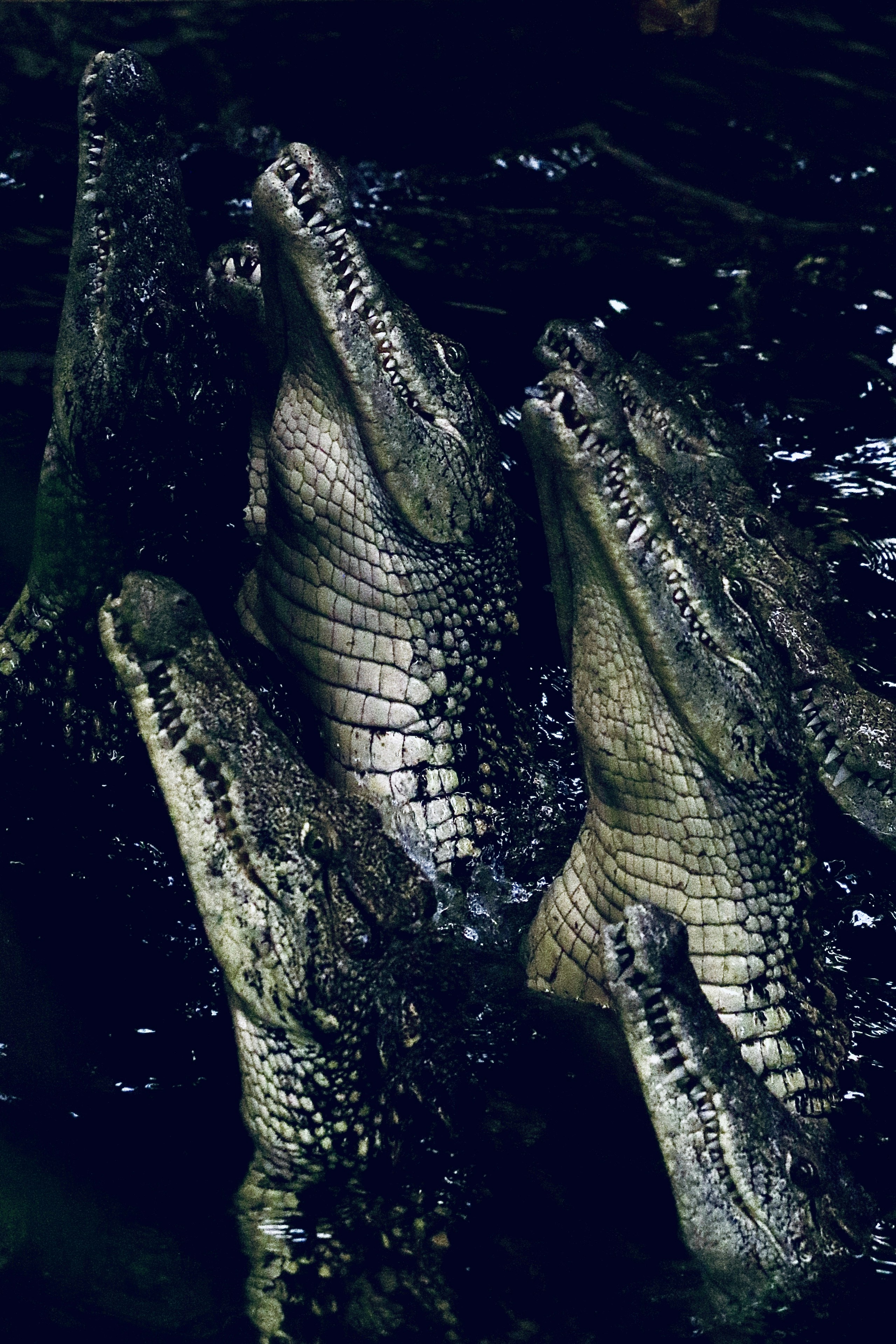 Multiple crocodiles with partially submerged heads, displaying intricate textures of their scales against dark water. The scene captures their ominous presence in a natural habitat.