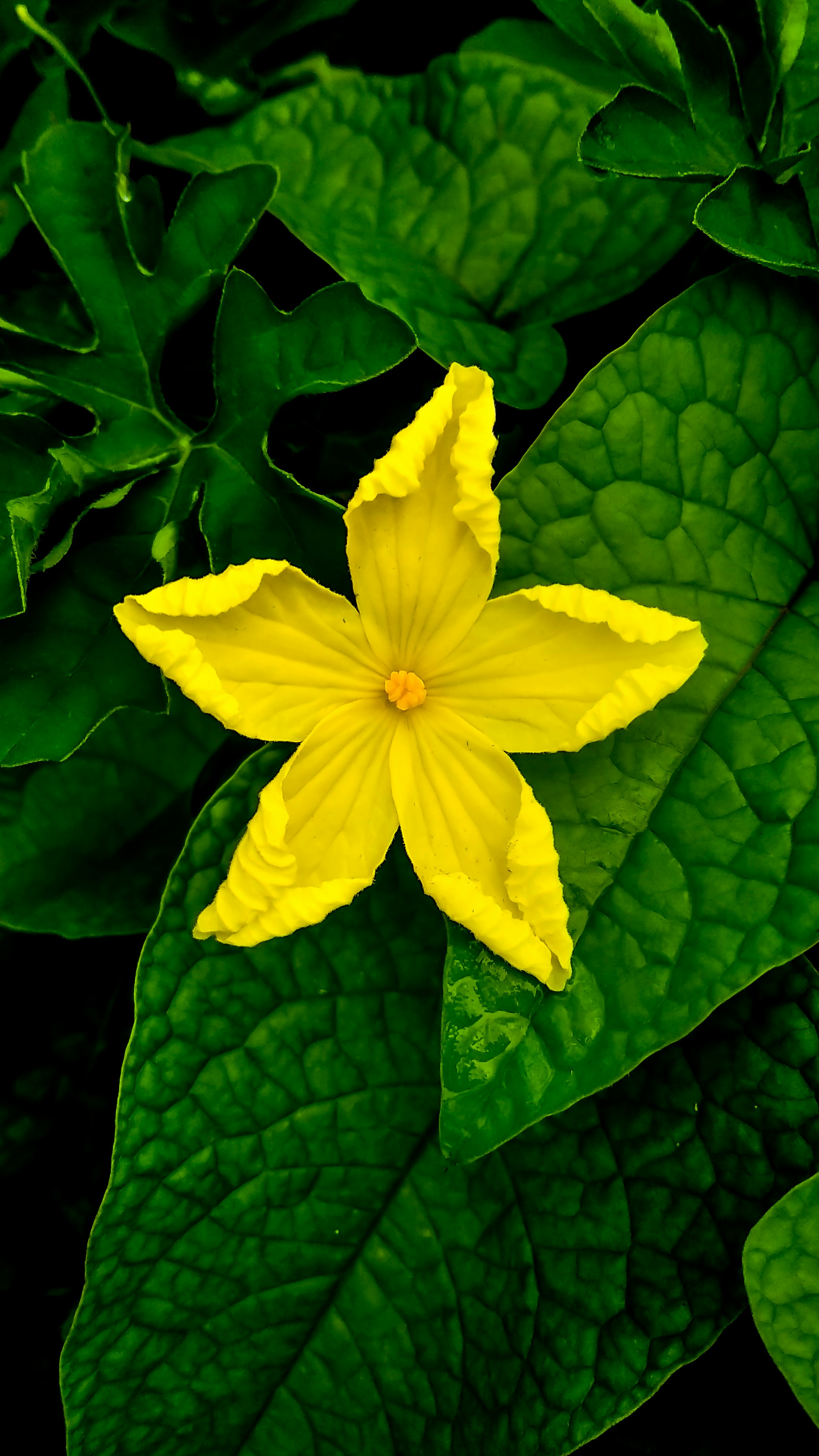 Vibrant yellow flower stands out against a backdrop of rich green leaves, showcasing nature's contrast. A close-up view highlights the intricate details of the petals.