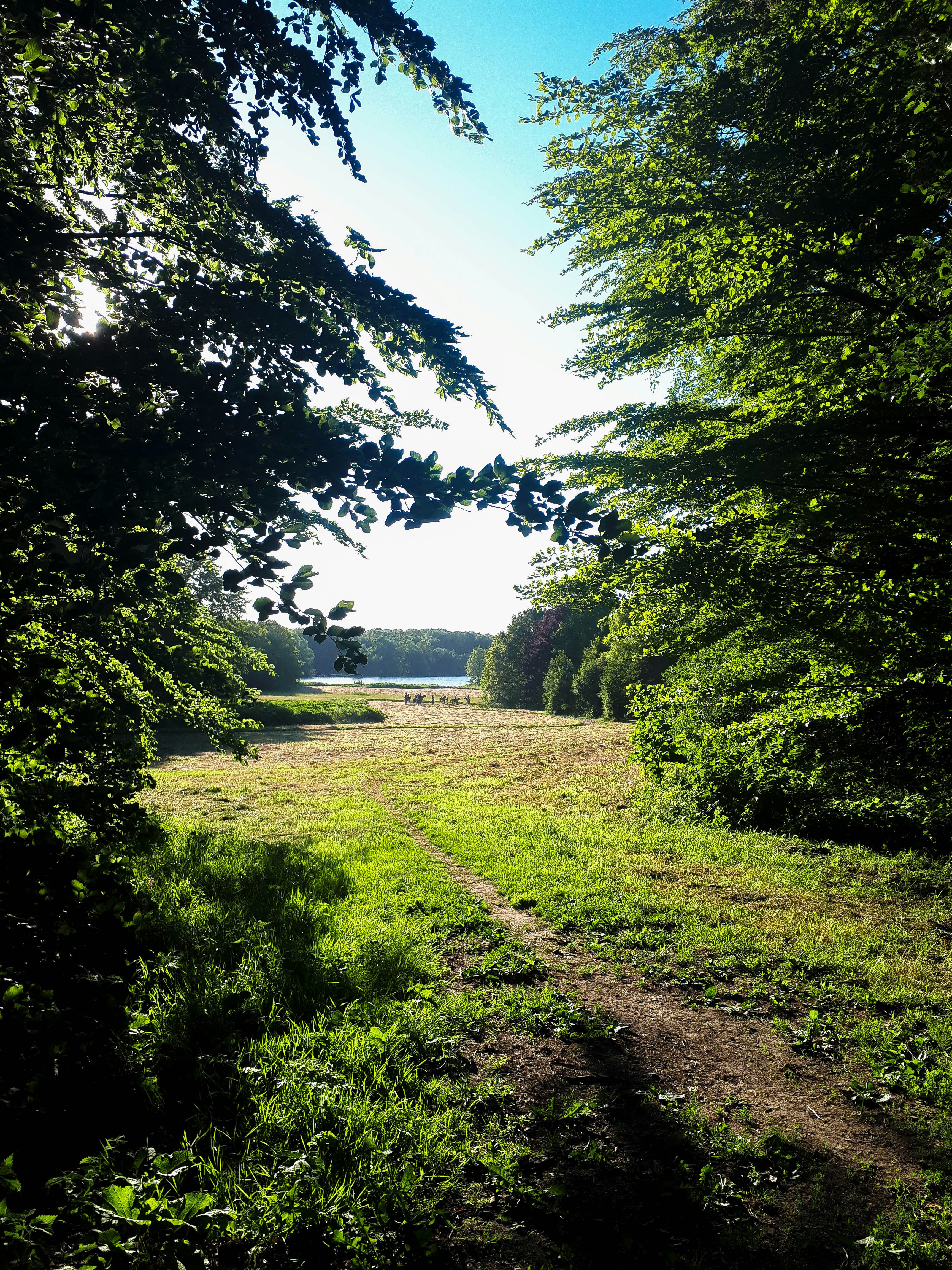 Green open field surrounded with green trees viewing body of water ...