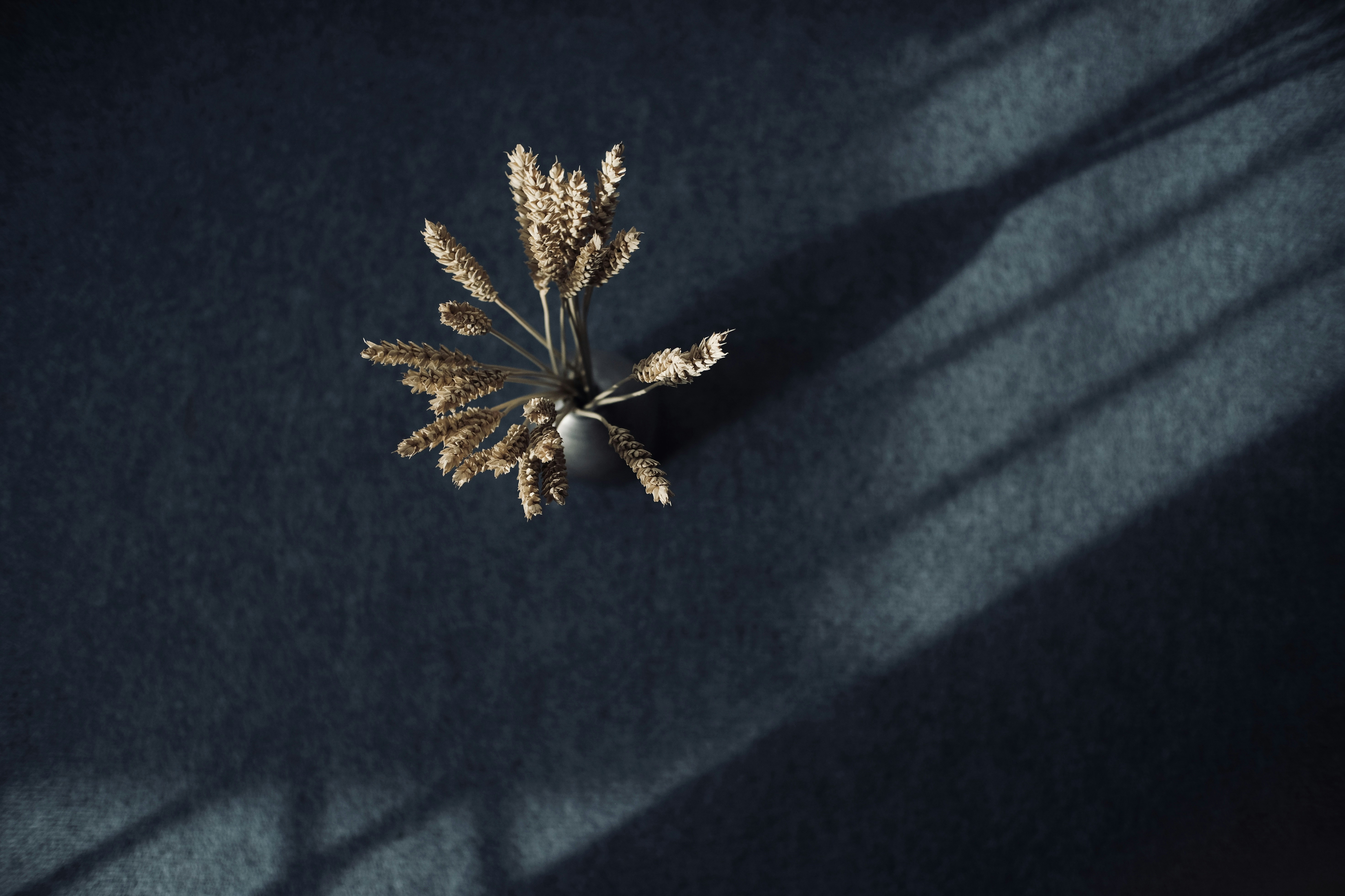 Shadow