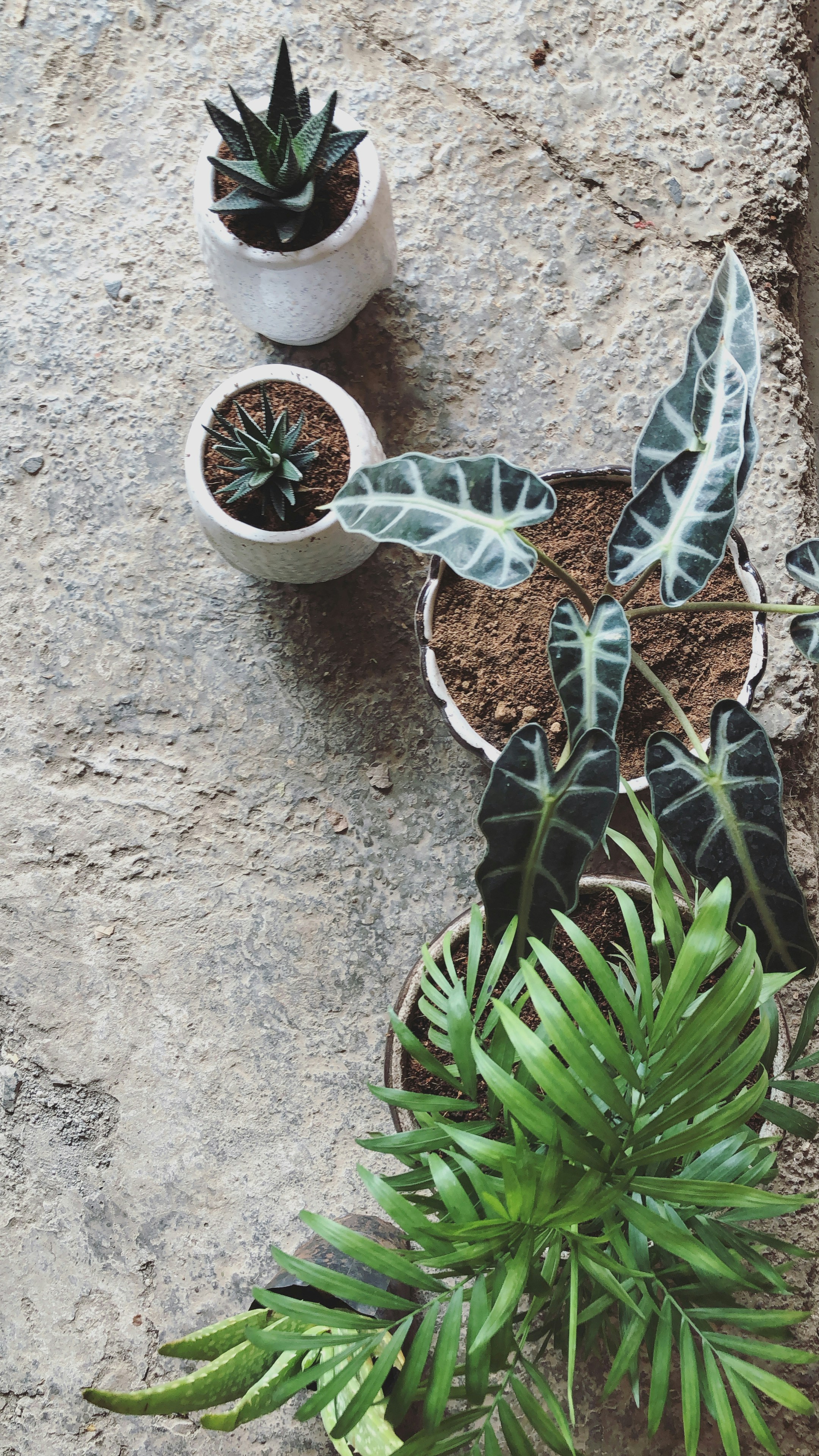 Verdant Staircase: Plants in Terracotta and Concrete