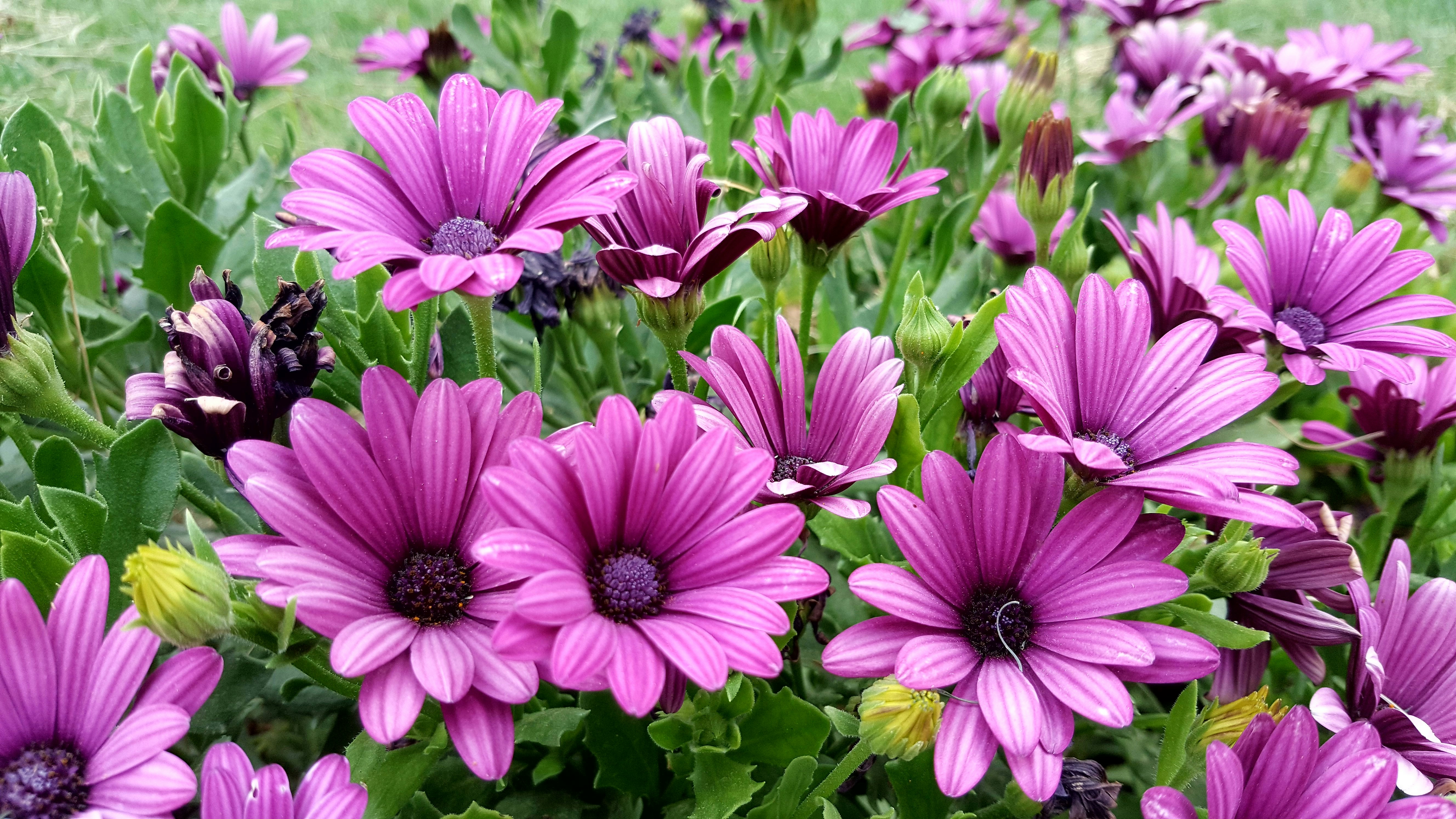 Petal Constellation in Sunlit Purple: Daisies Among Green
