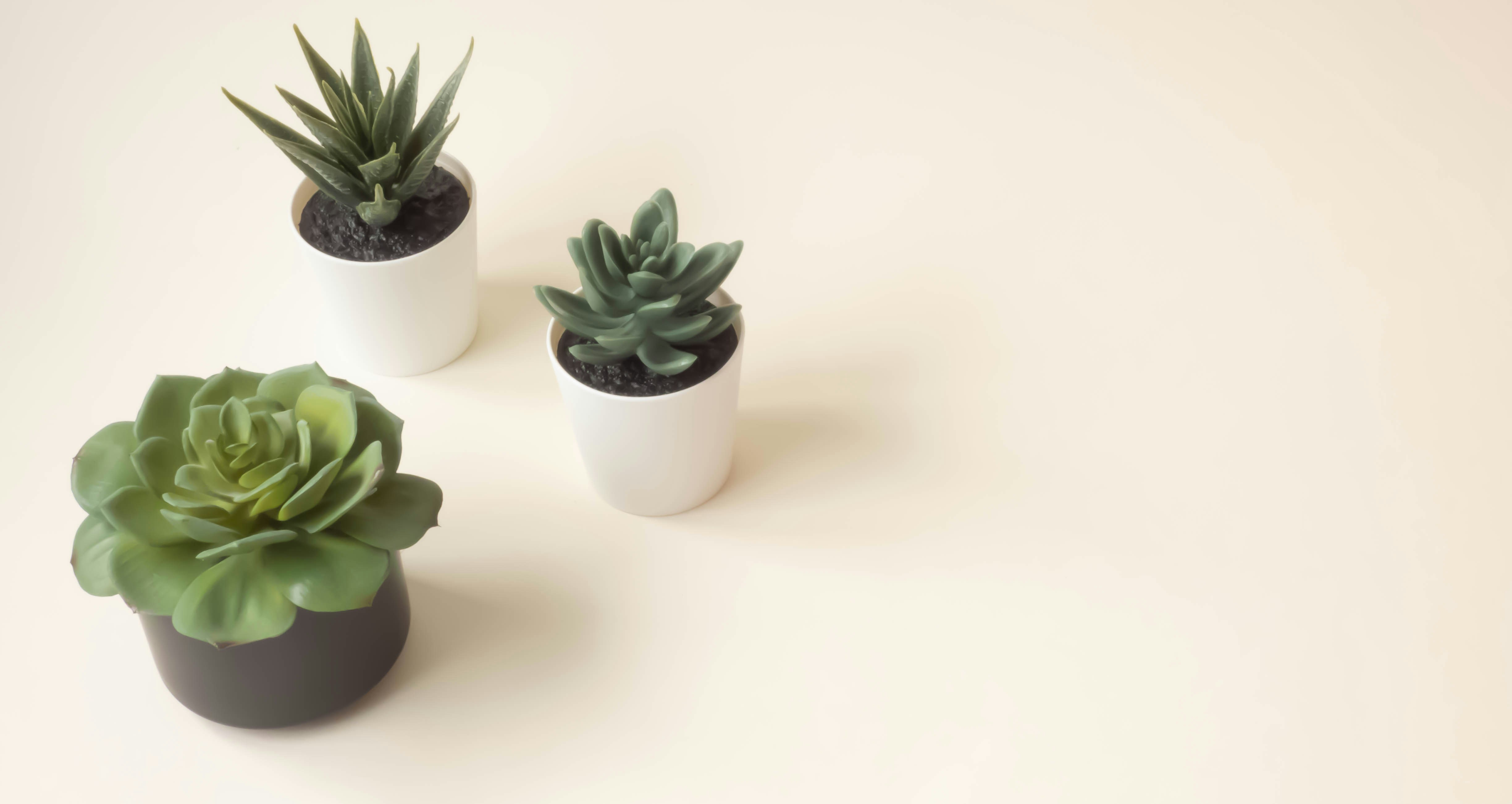 Small Plants Pictures | Download Free Images on Unsplash