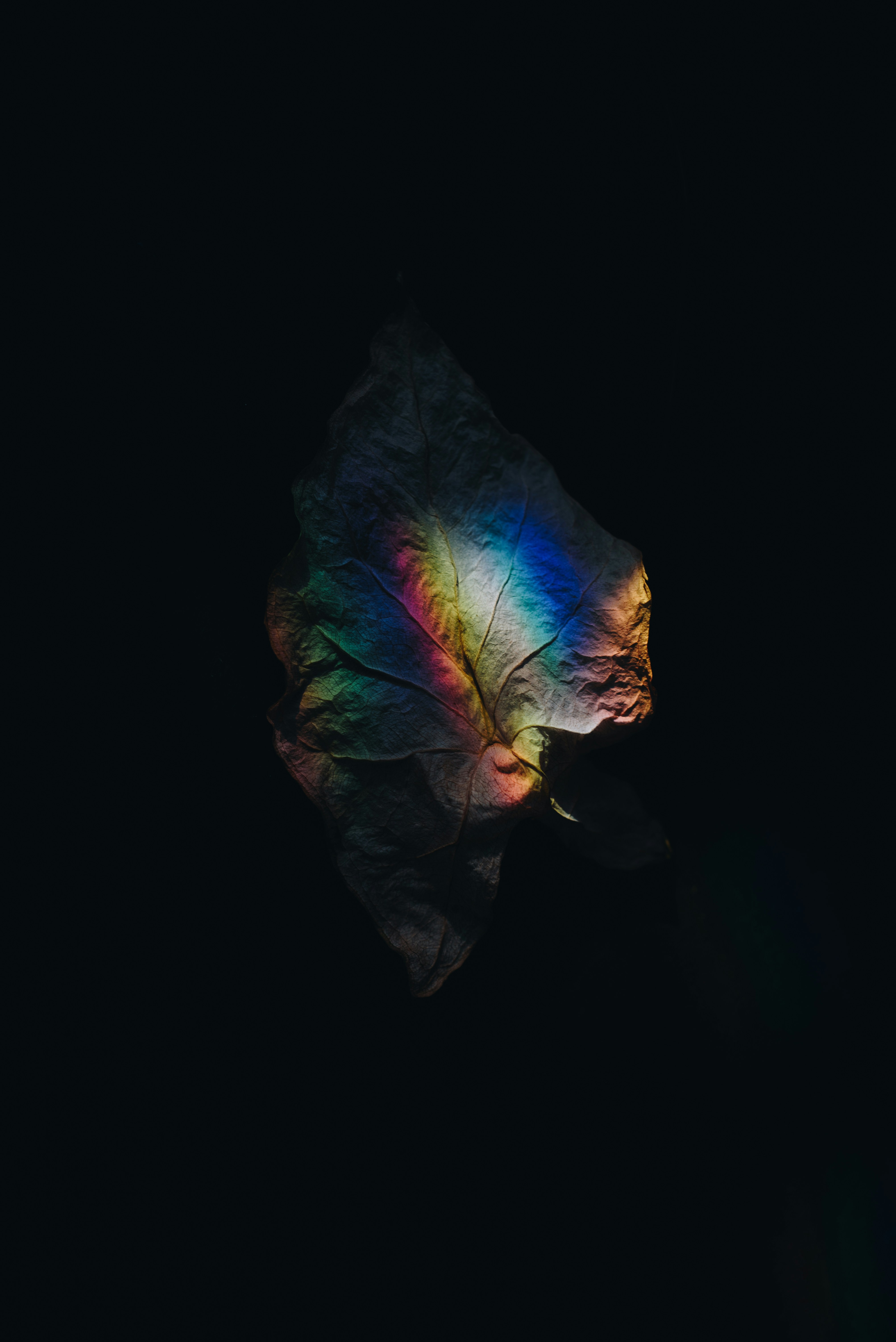 Rainbow prism light falling on a dried leaf on a dark background
