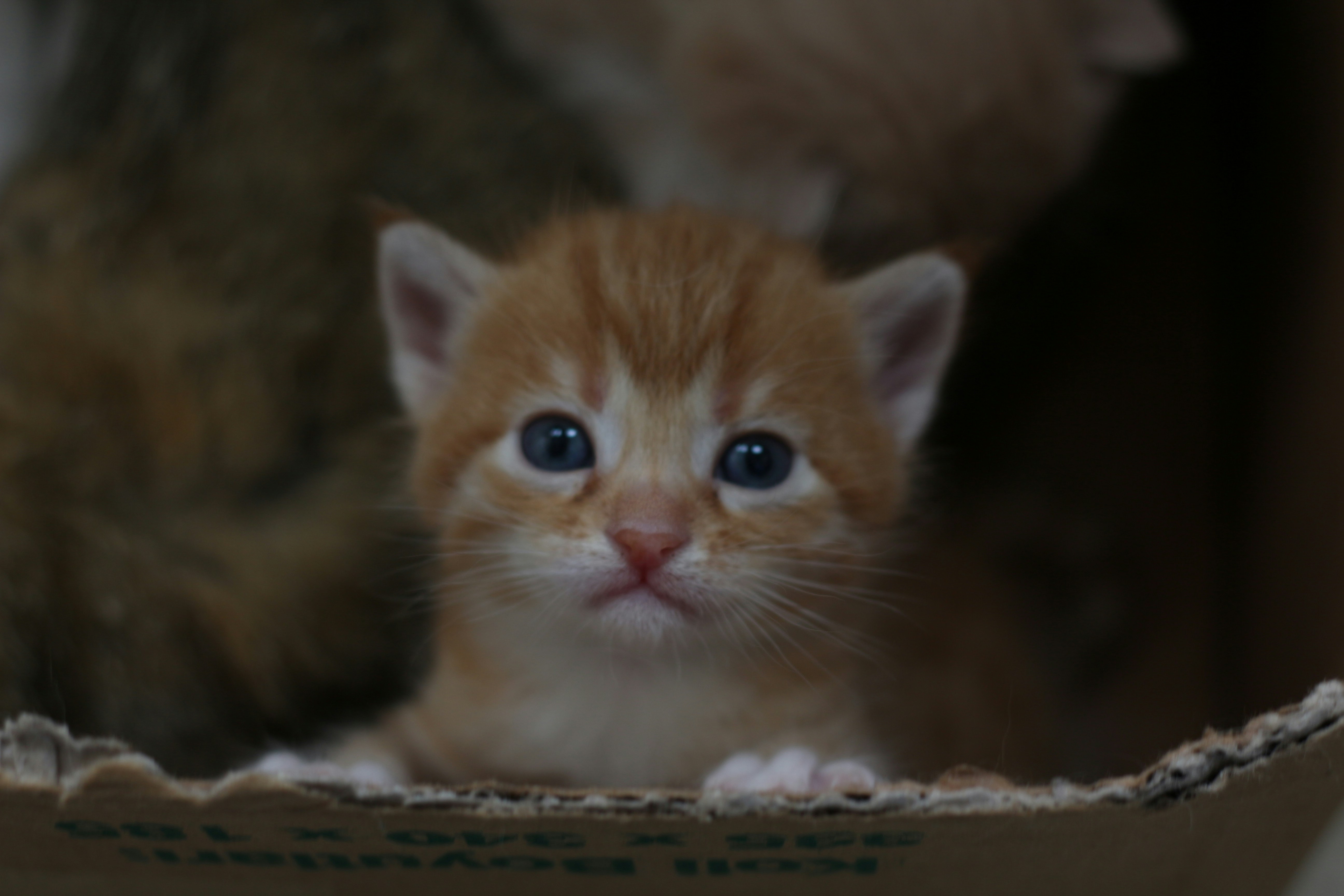 Ginger Scout in a Cardboard Den: A Quiet Peek