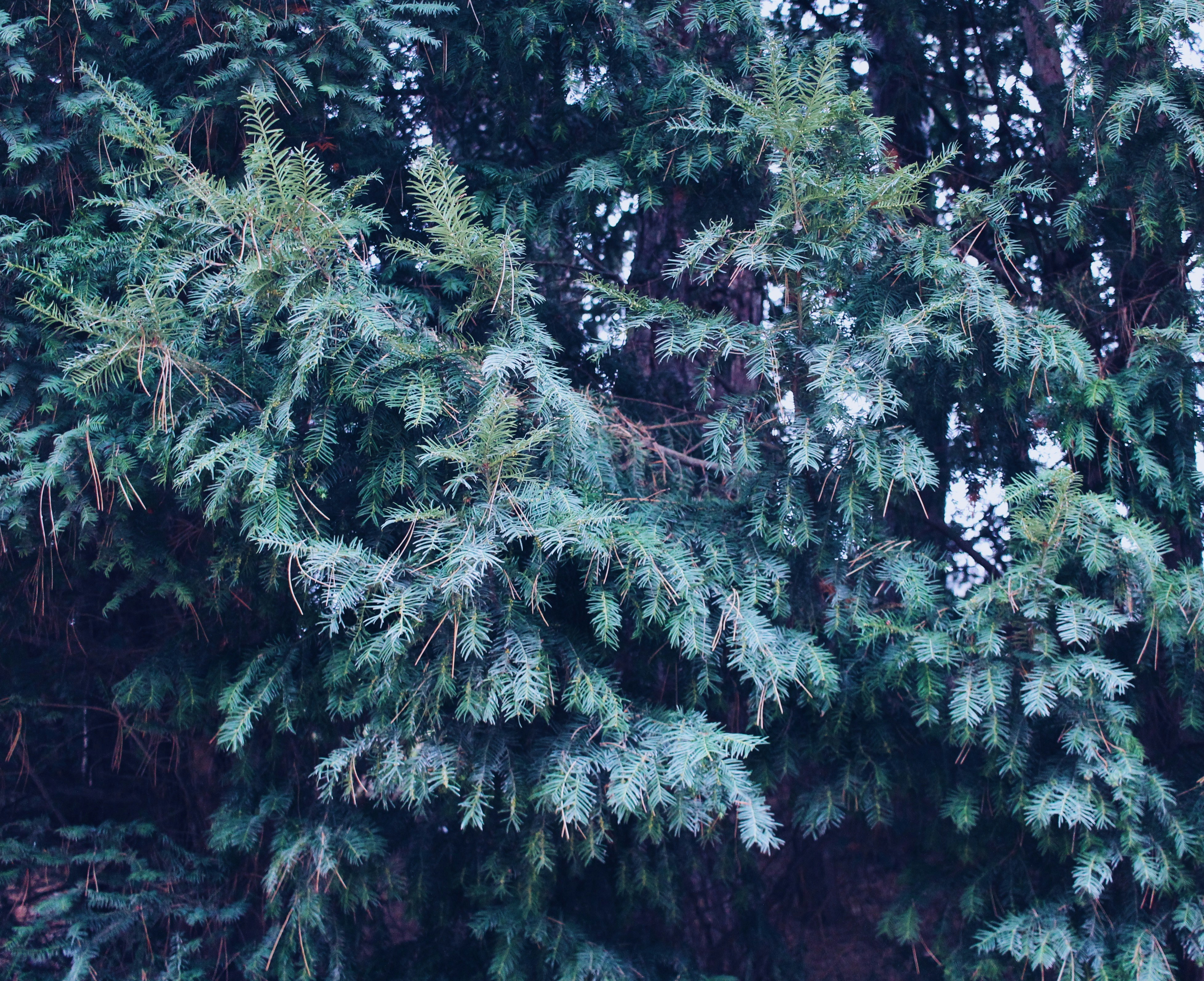 Définition de spruce | Dictionnaire français