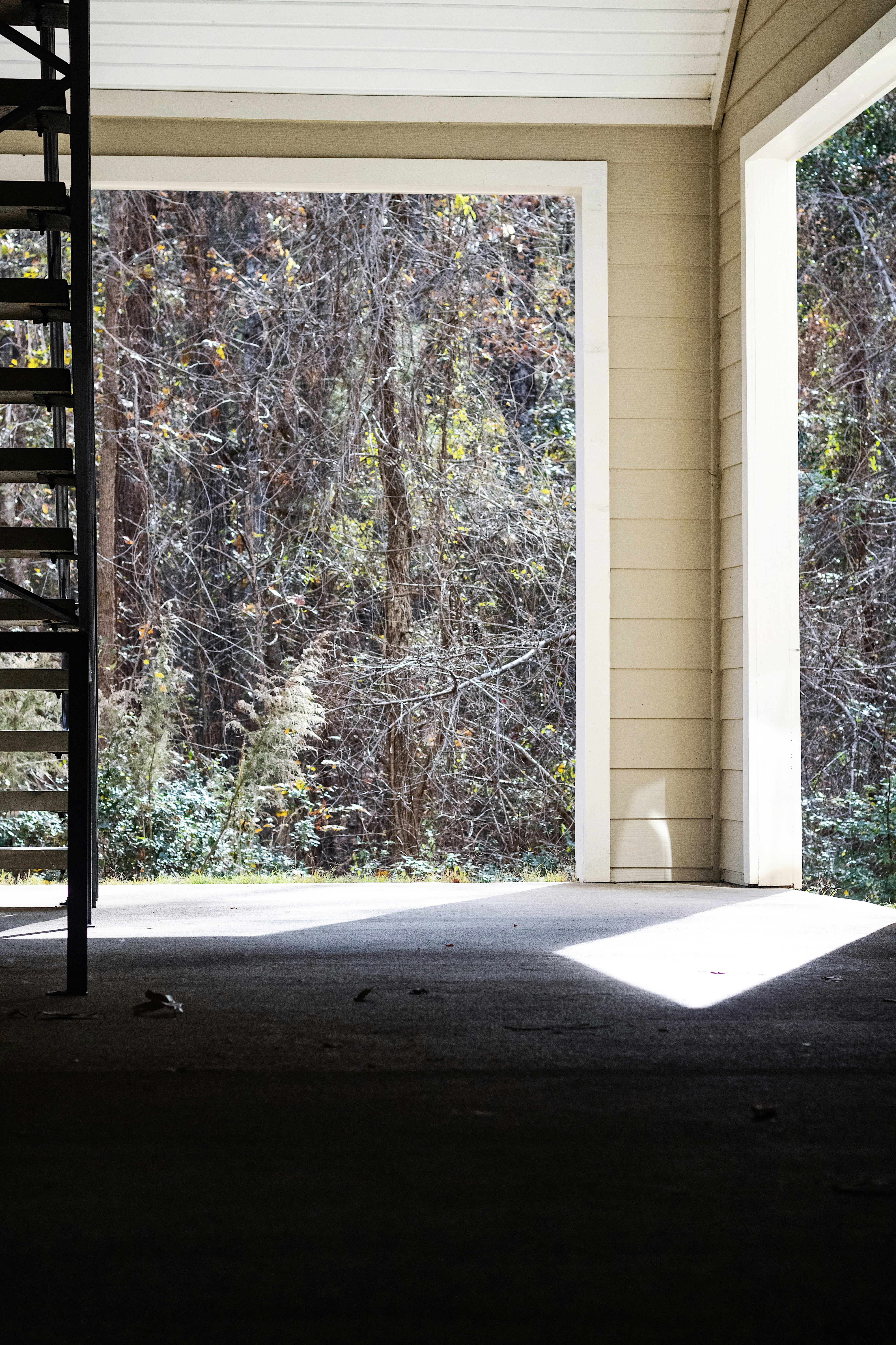 Threshold of Light: A Quiet Portal to the Forest