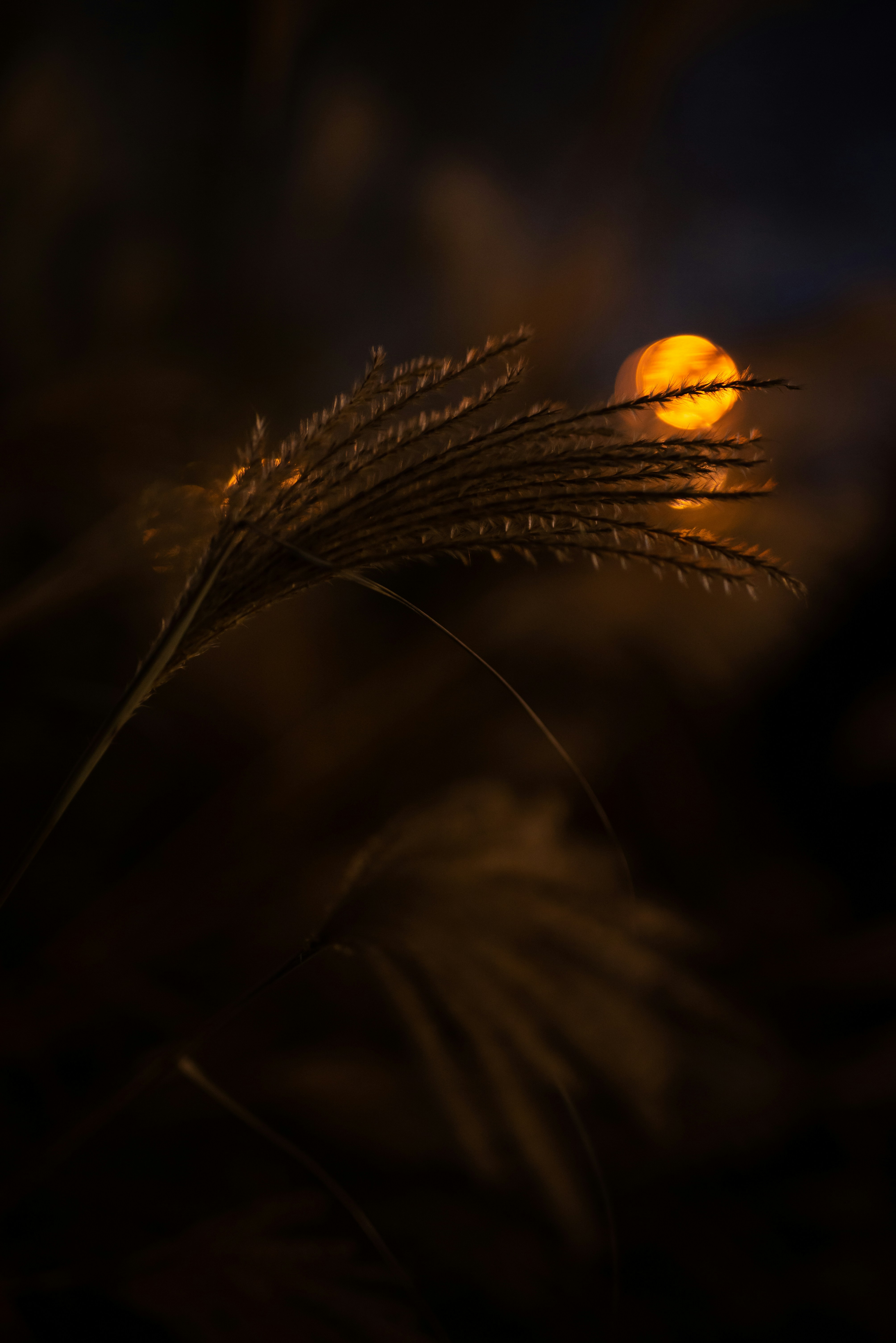 brown grain