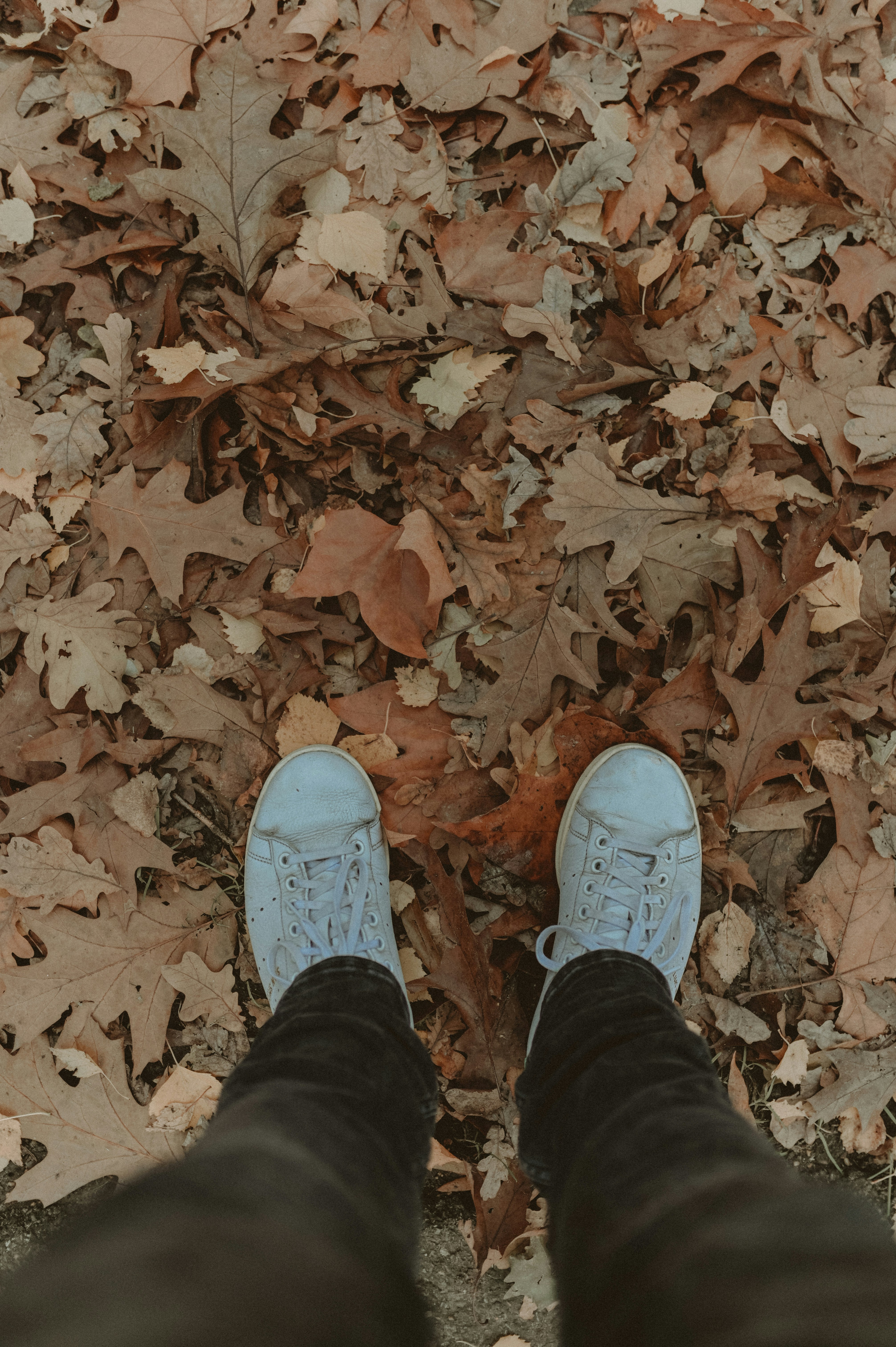 A pair of blue sneakers resting atop a carpet of vibrant autumn leaves, showcasing the rich textures and colors of fall.