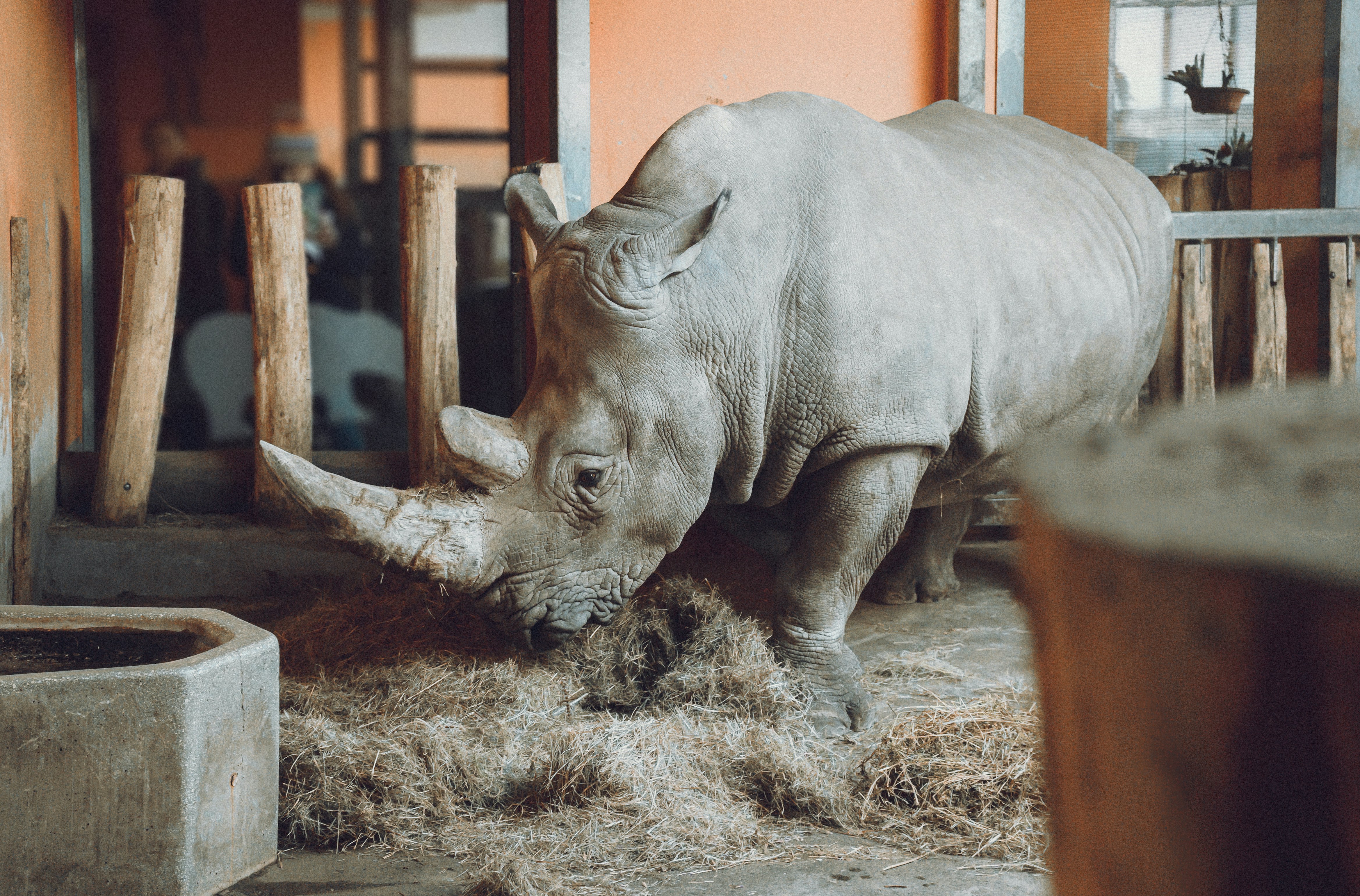 Gray rhinoceros standing inside cage photo – Free Portrait Image on ...