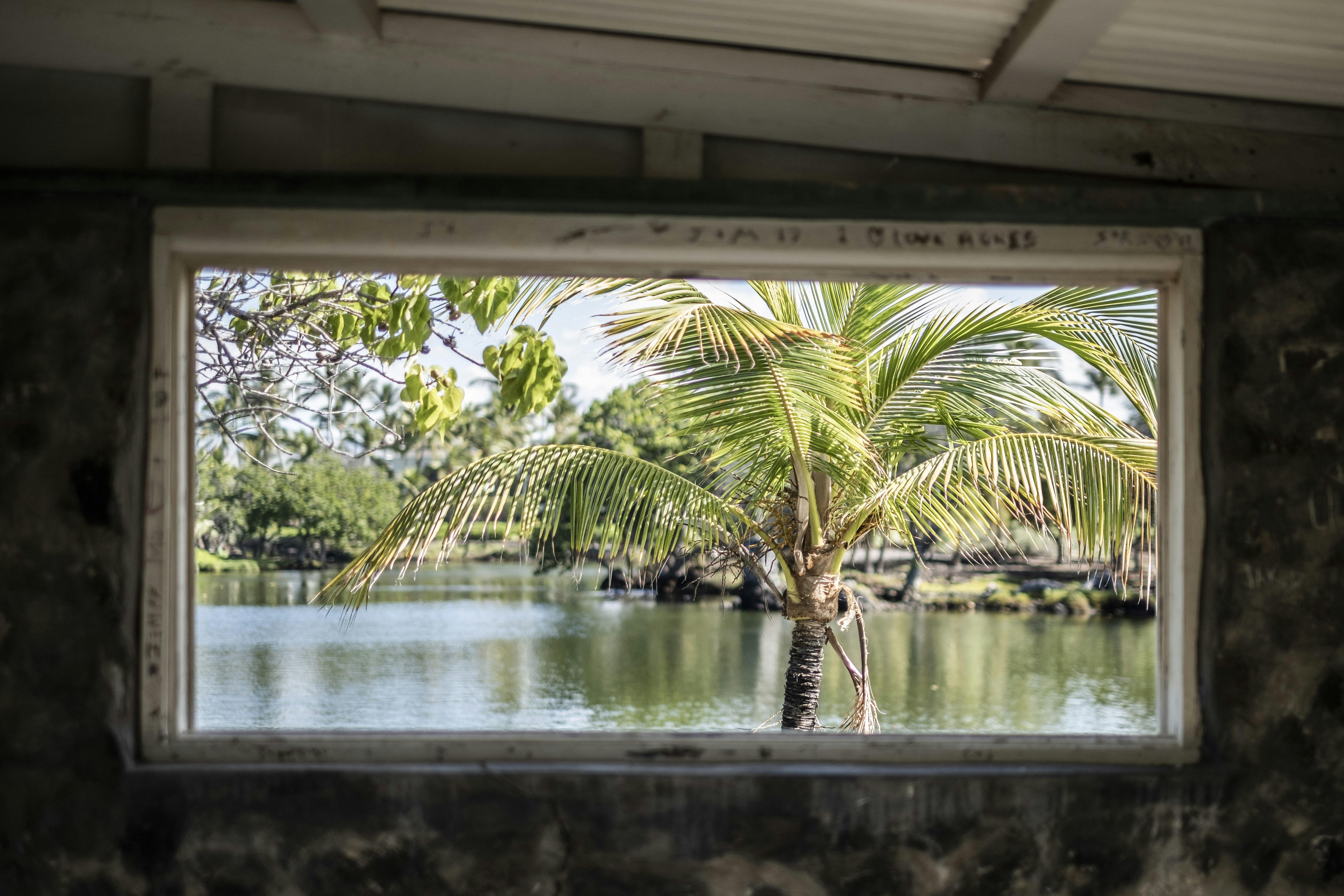 A palm tree is seen through a window photo – Free Hawaii Image on Unsplash
