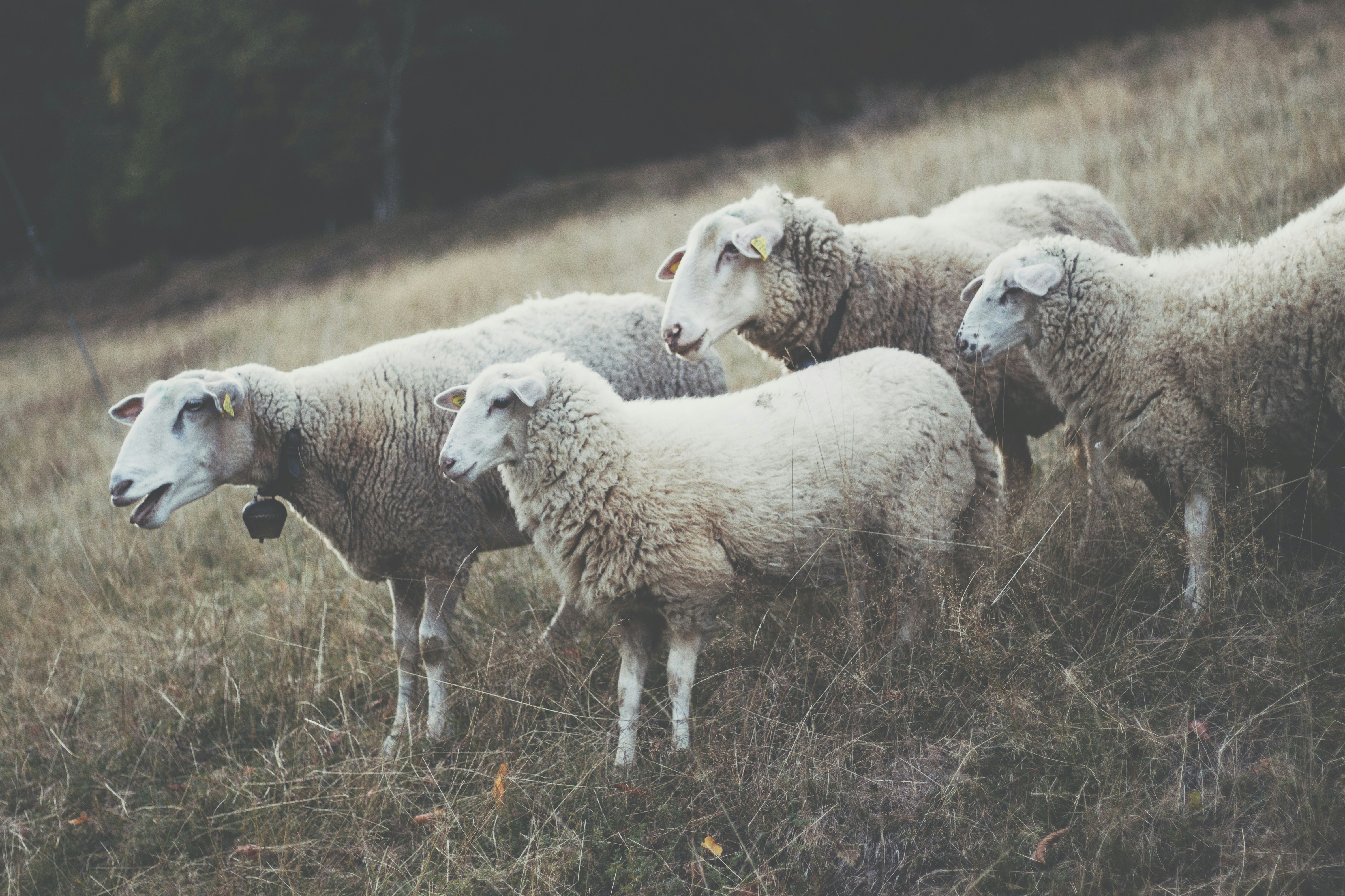 Group of sheep standing together in a grassy field, showcasing their woolly coats and serene demeanor.