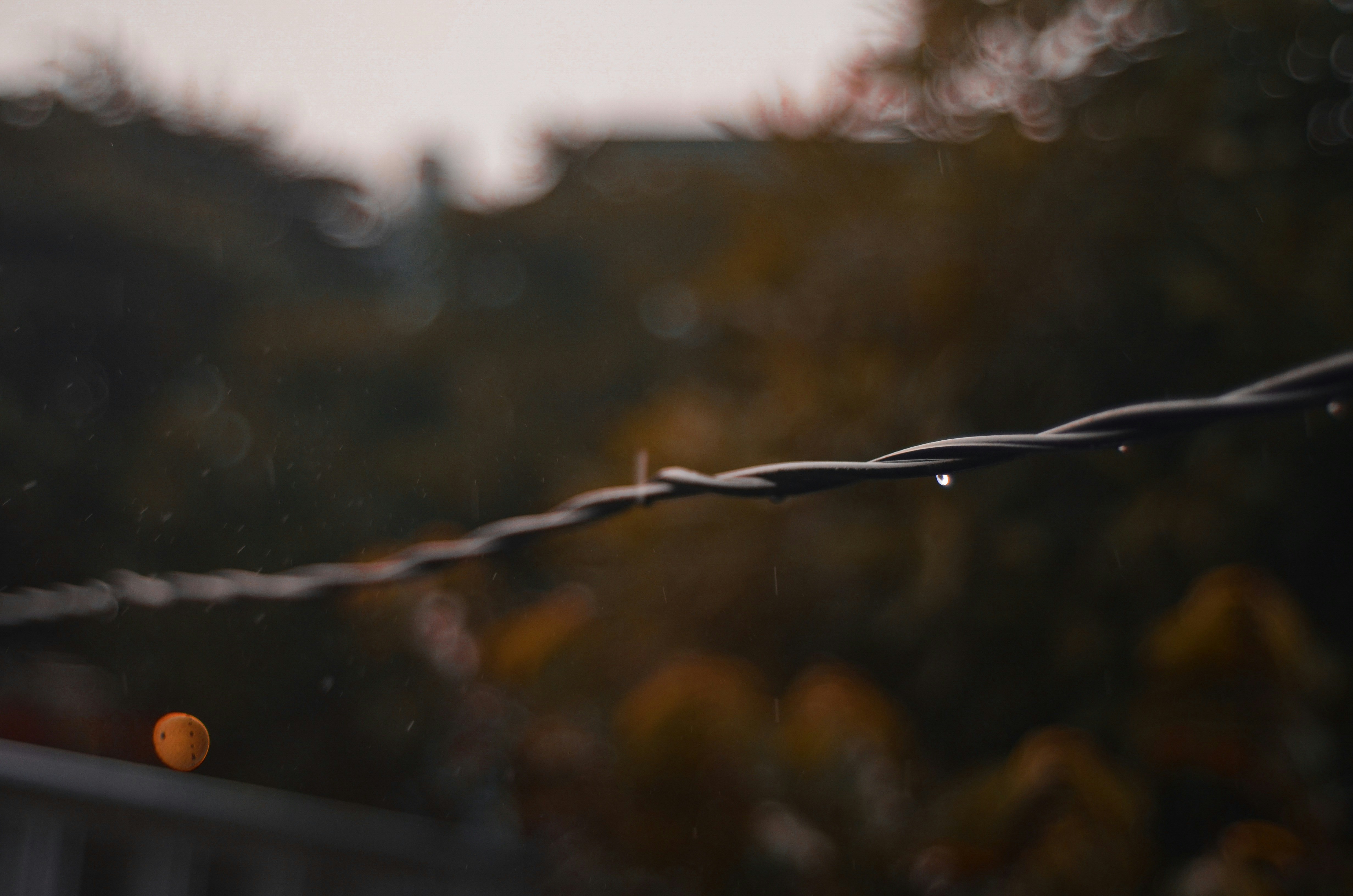 Dew on a Twisted Wire: Autumn Light in a Narrow Frame