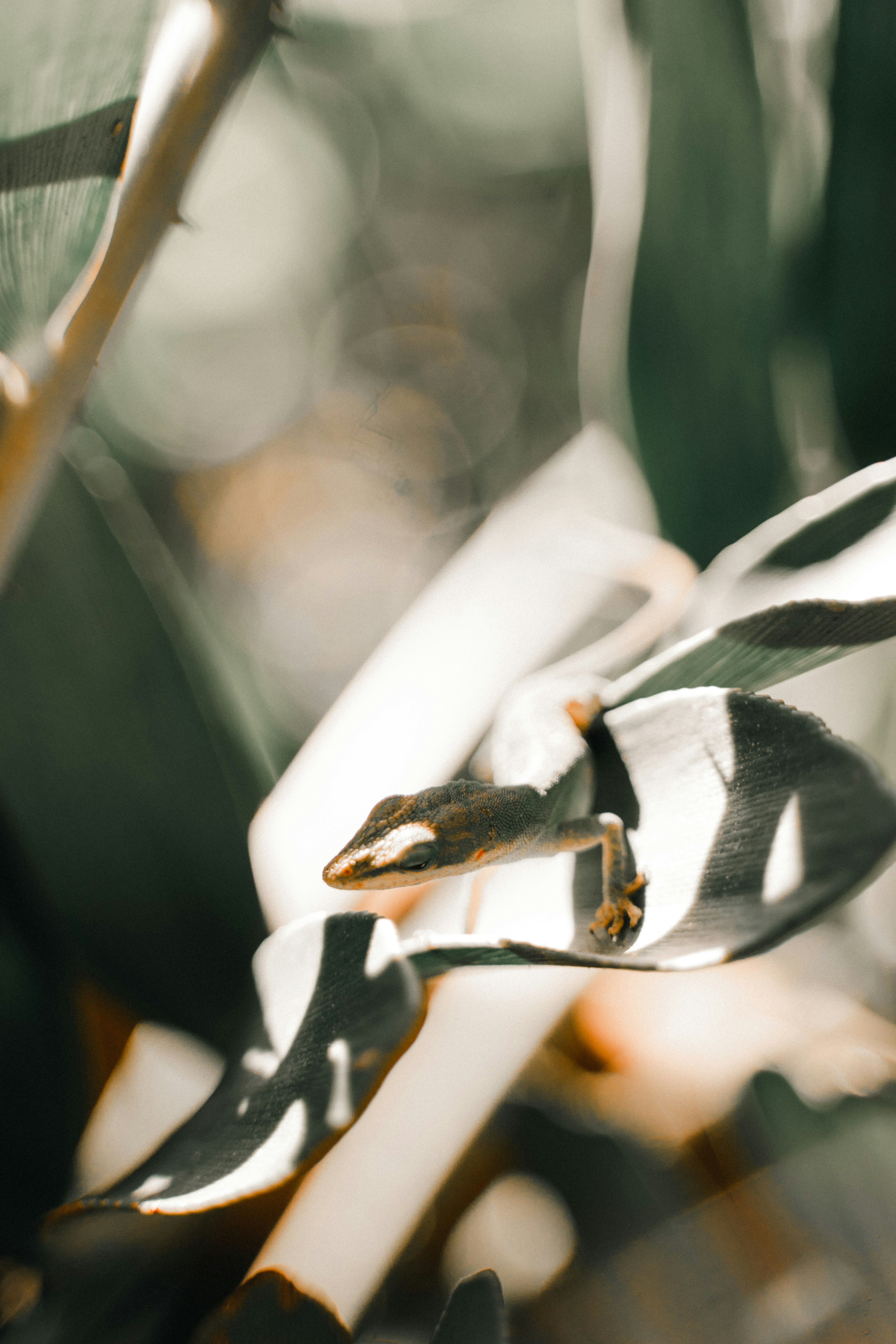 A gecko resting on a patterned leaf, blending seamlessly with its surroundings. The interplay of light and shadow enhances the scene's natural beauty.