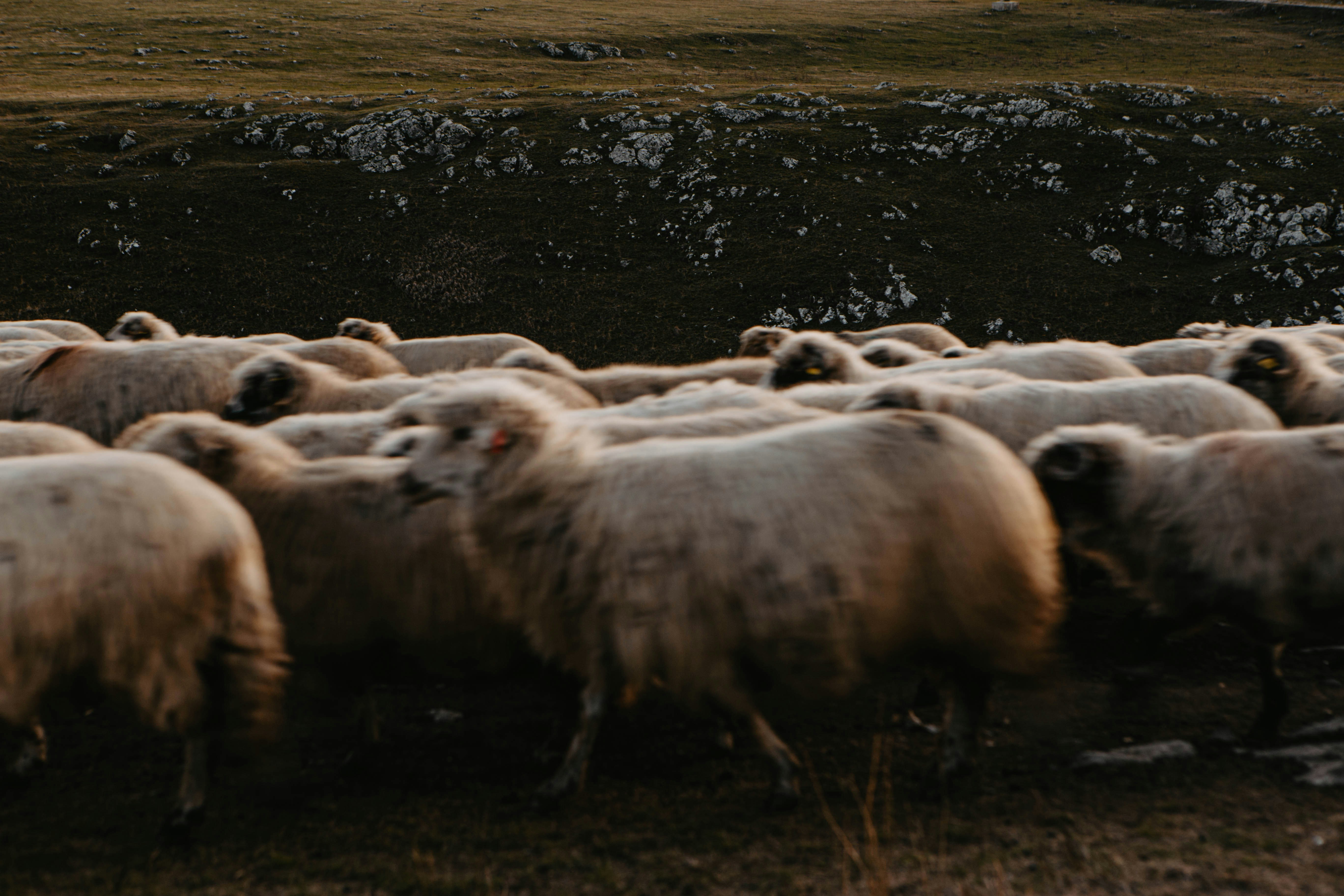 Evening Drift: A Dense Flock Edges Across the Dim Moor
