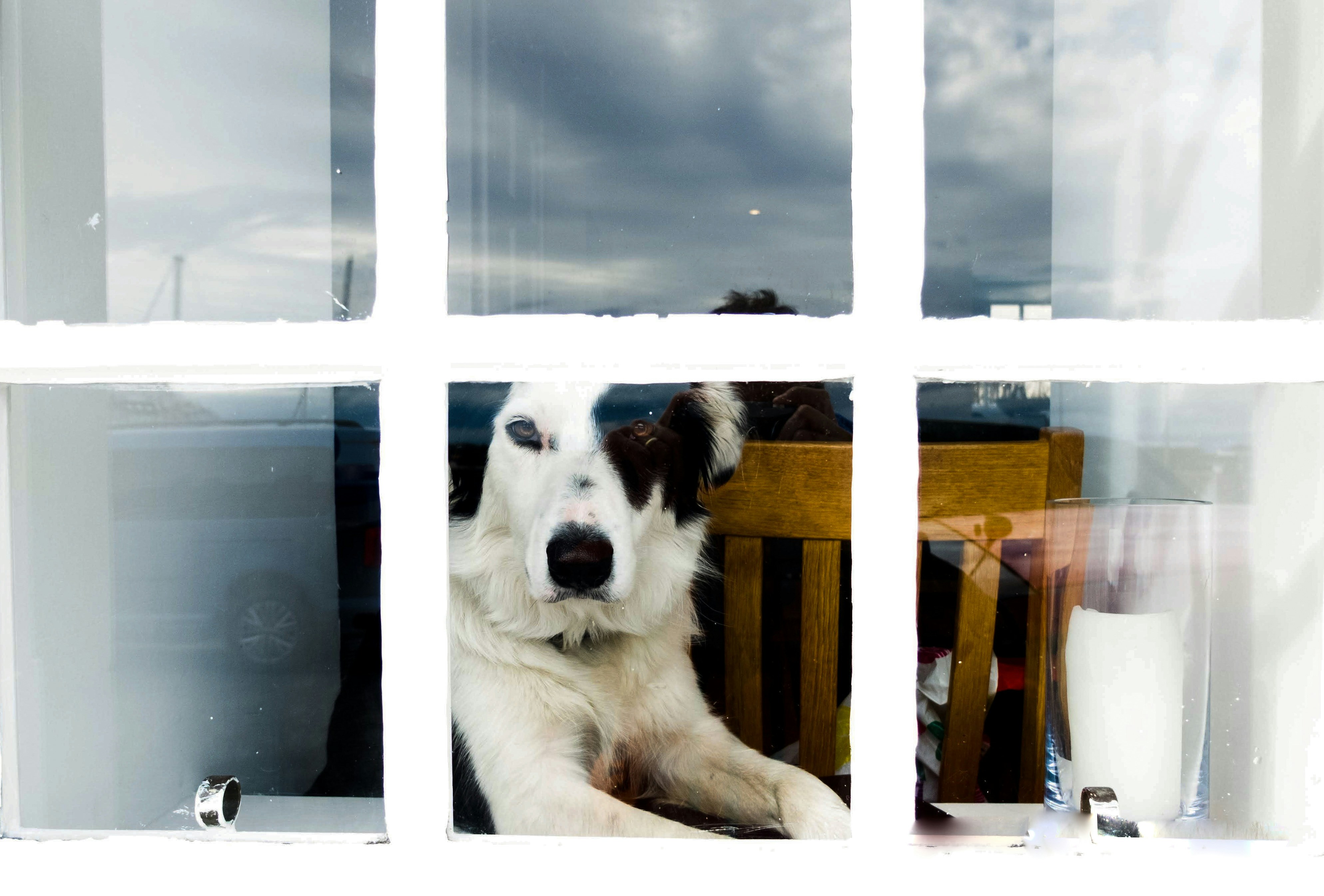 Windowpane Vigil: A Border Collie Resting Behind a Gridded Pane