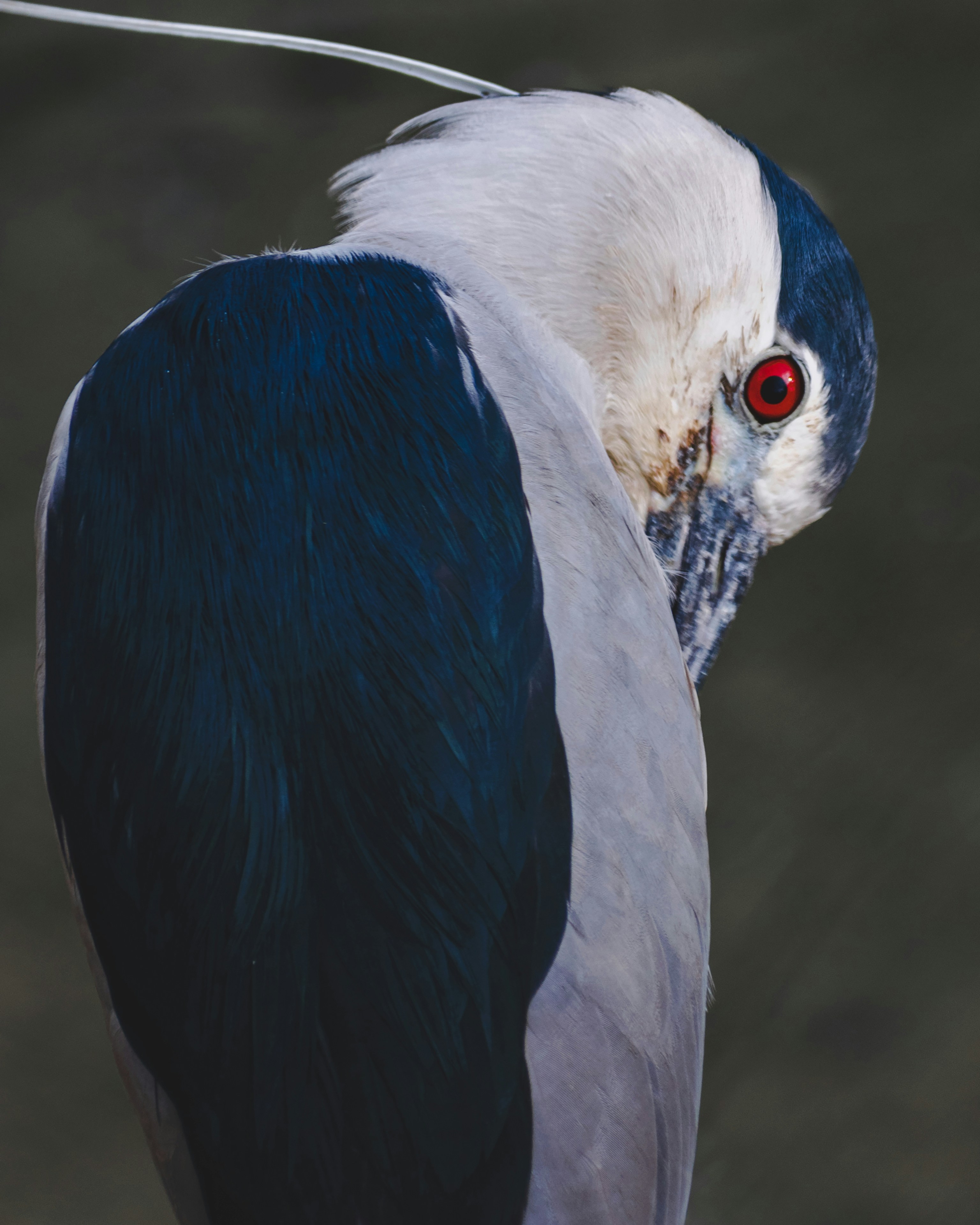 Close-up of a heron with striking blue and white plumage, showcasing its vivid red eye and intricate feather details.