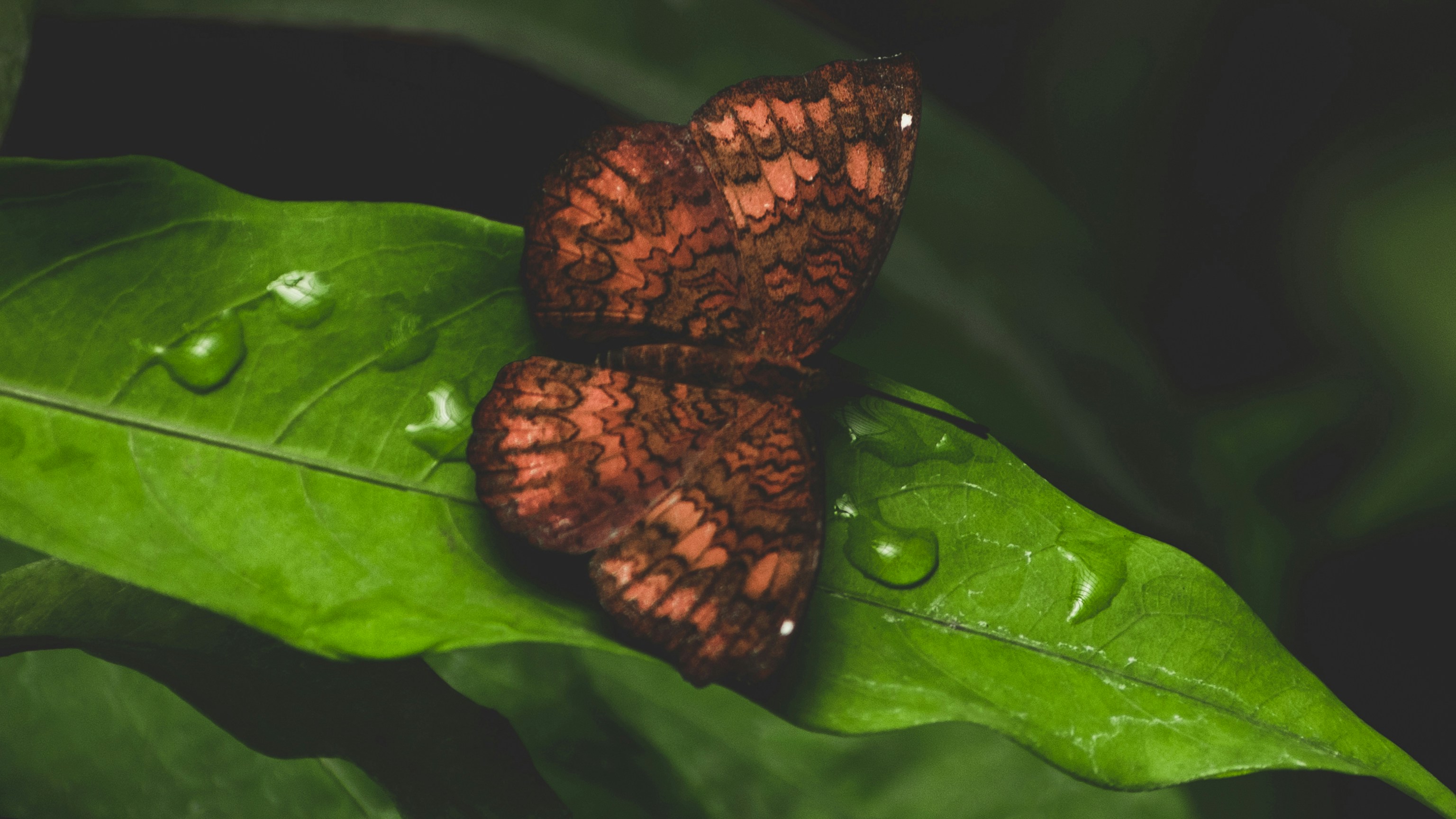 A butterfly rests delicately on a vibrant green leaf adorned with droplets of water, showcasing intricate wing patterns and colors.