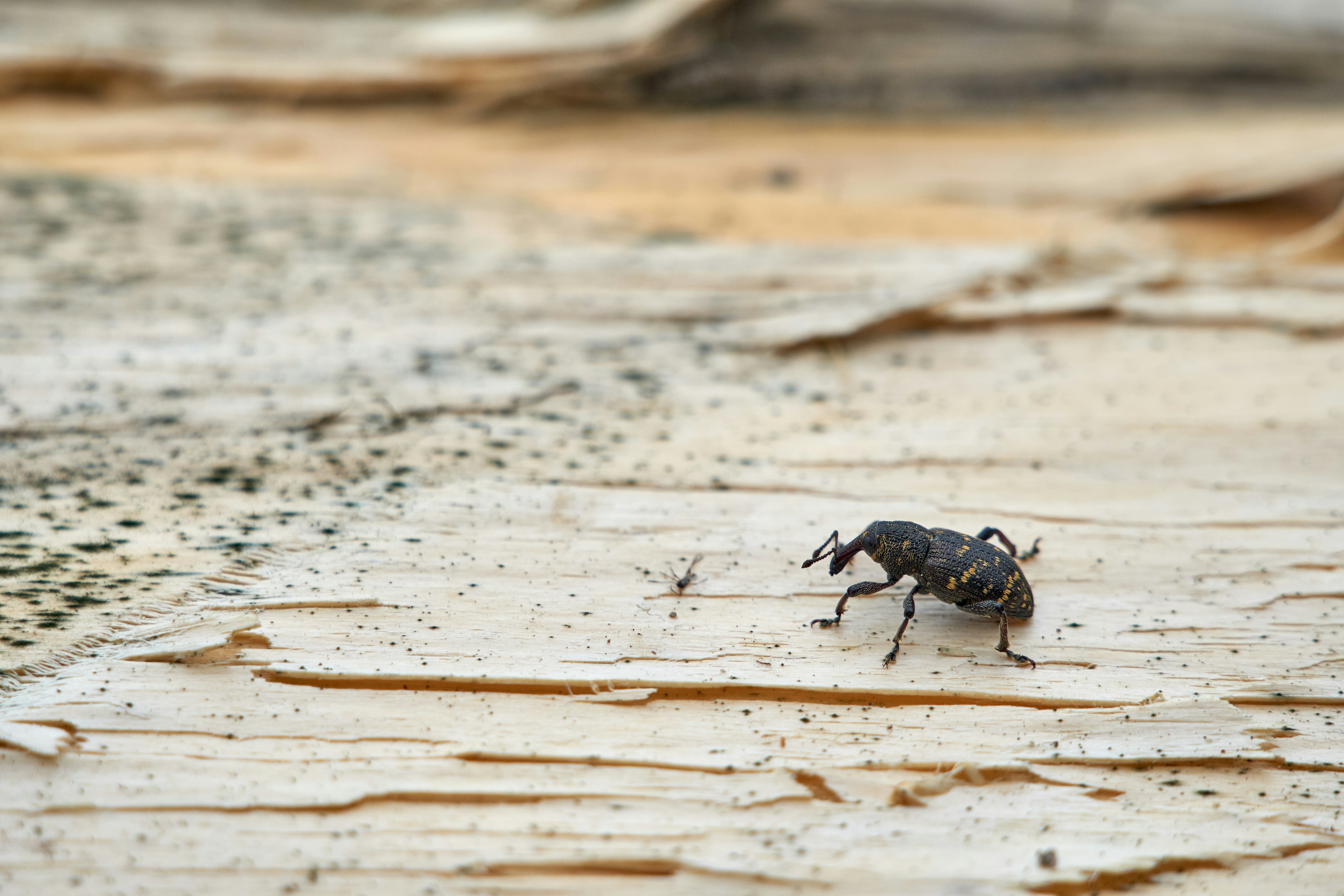 Macro photography of gray insect photo – Free Grey Image on Unsplash