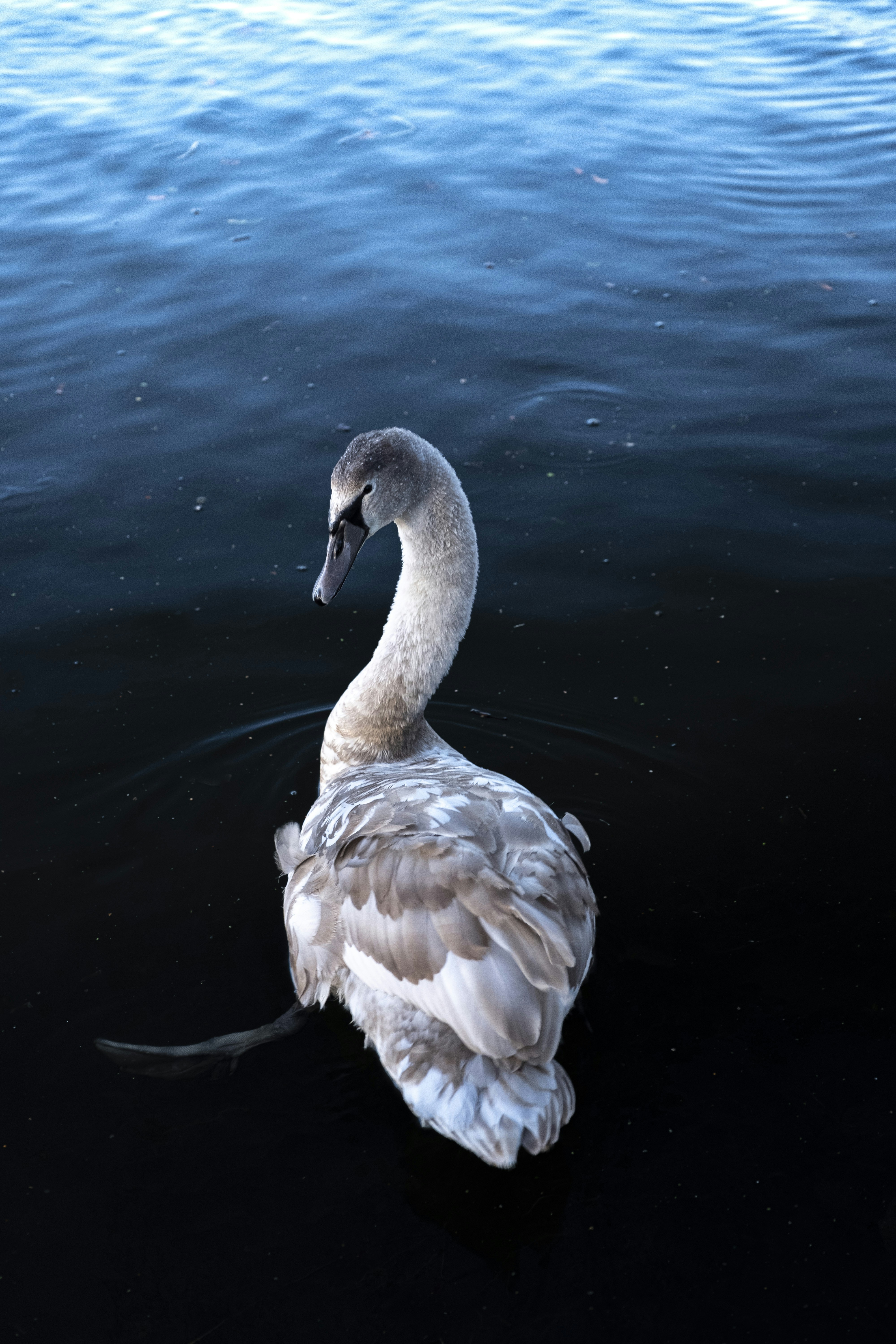 white duck on water
