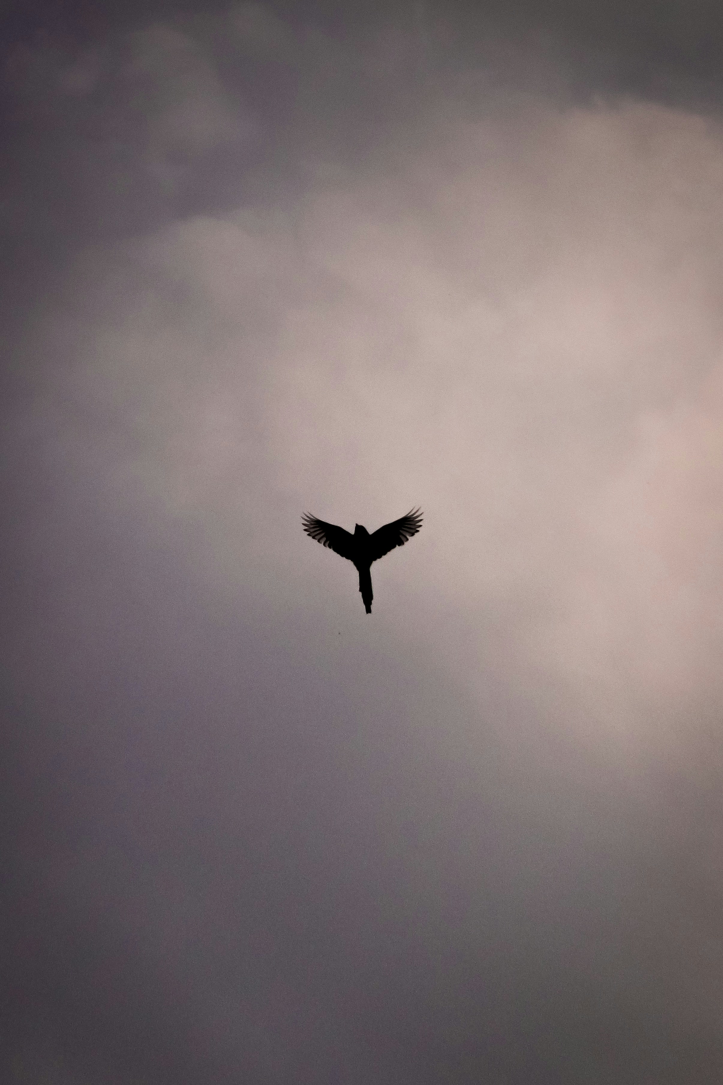 bird on mid air