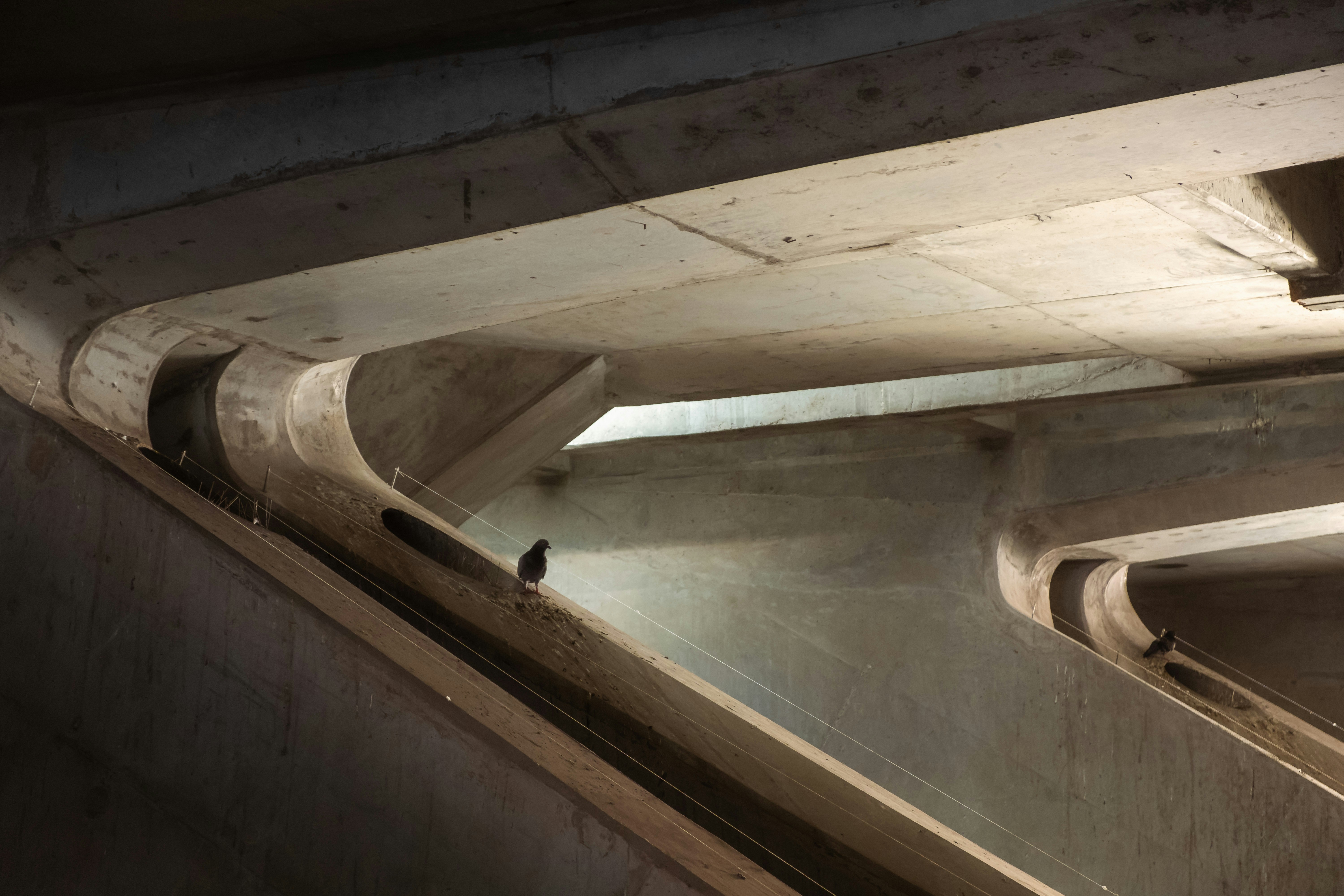 A solitary bird perched on a sloping concrete structure, illuminated by soft light filtering through architectural lines.