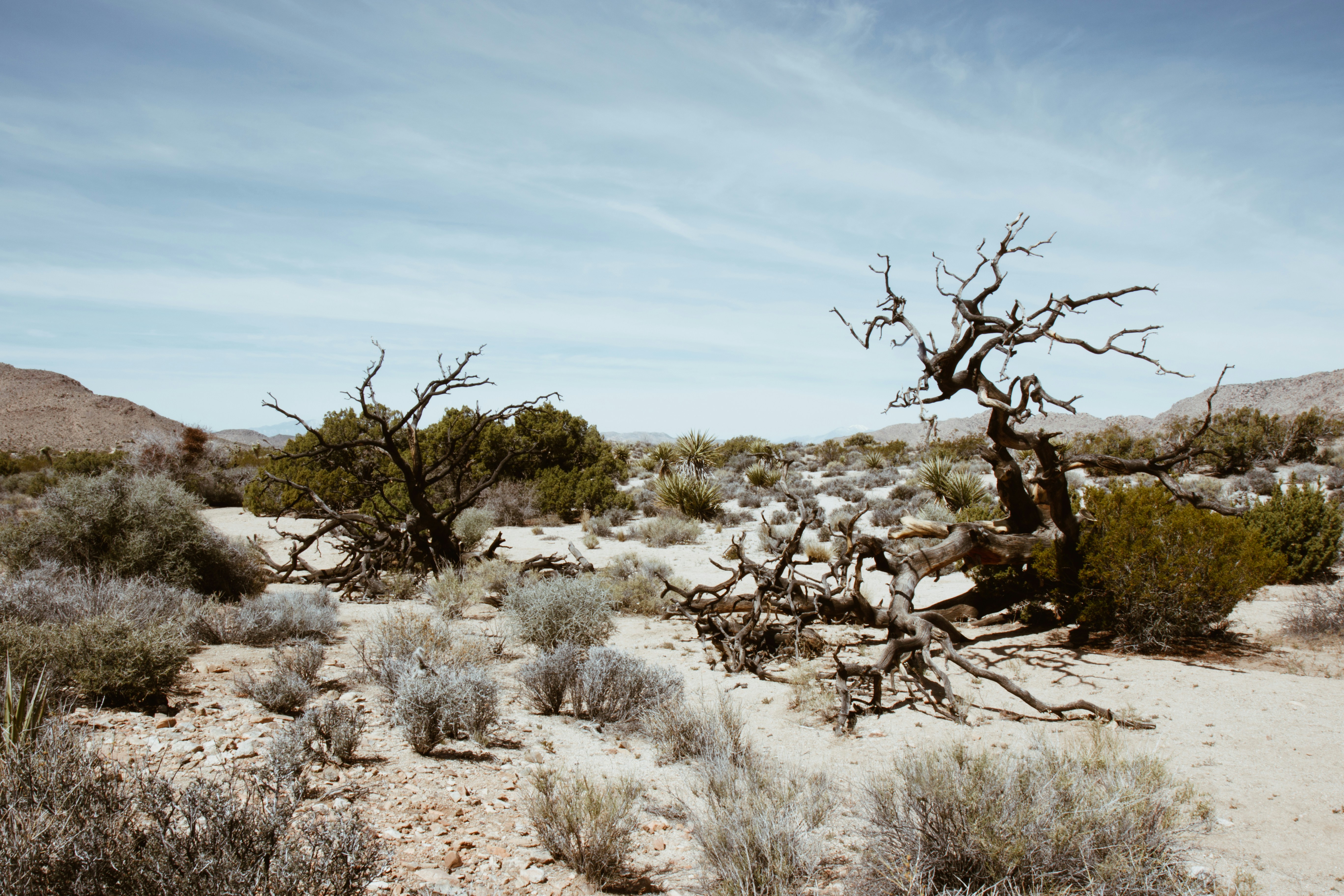 Gnarled trees stand resilient amidst a vast desert landscape, surrounded by sparse vegetation and rocky terrain.