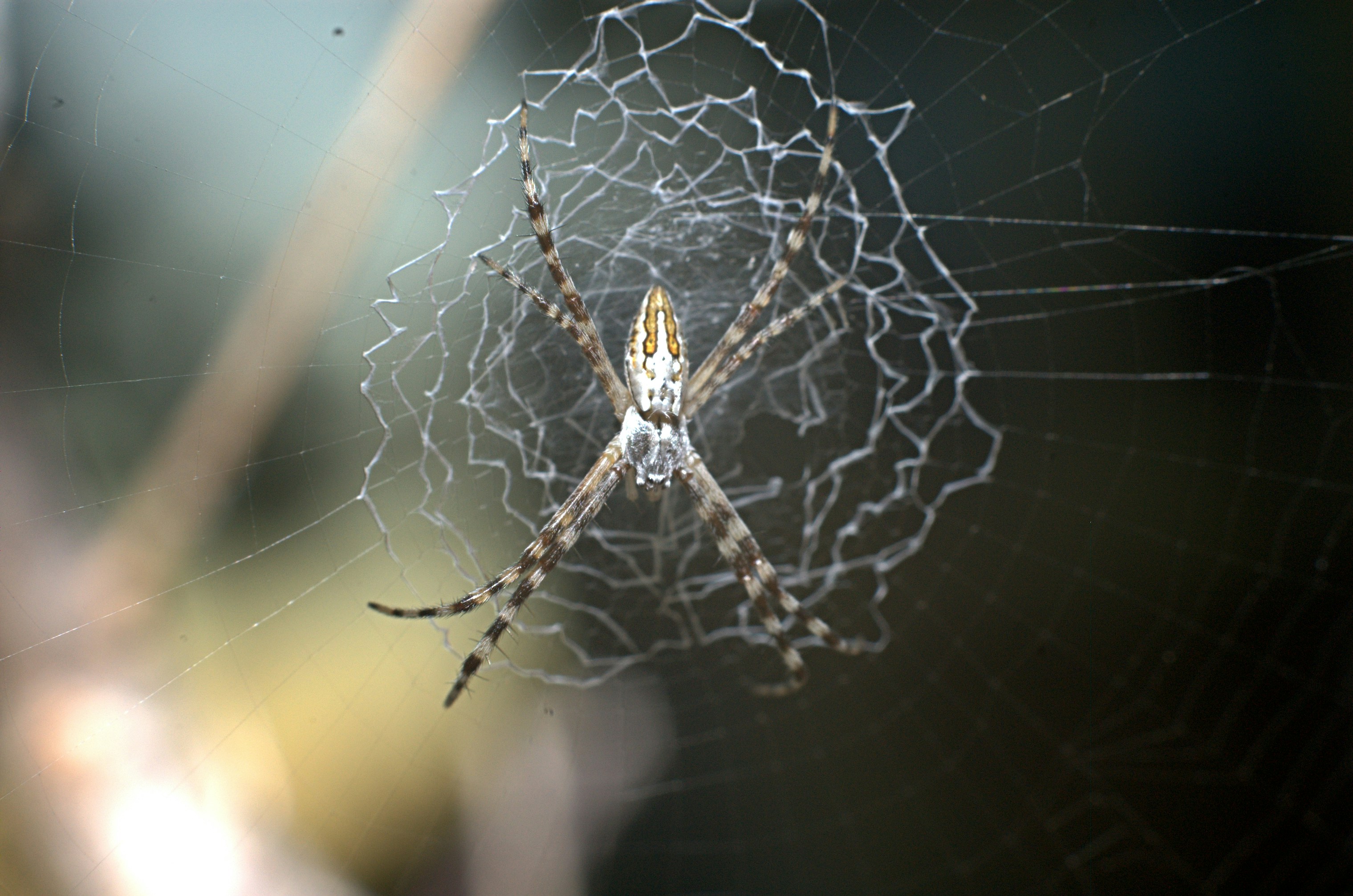 Araña marrón foto – Imagen de Puerto Rico gratuita en Unsplash