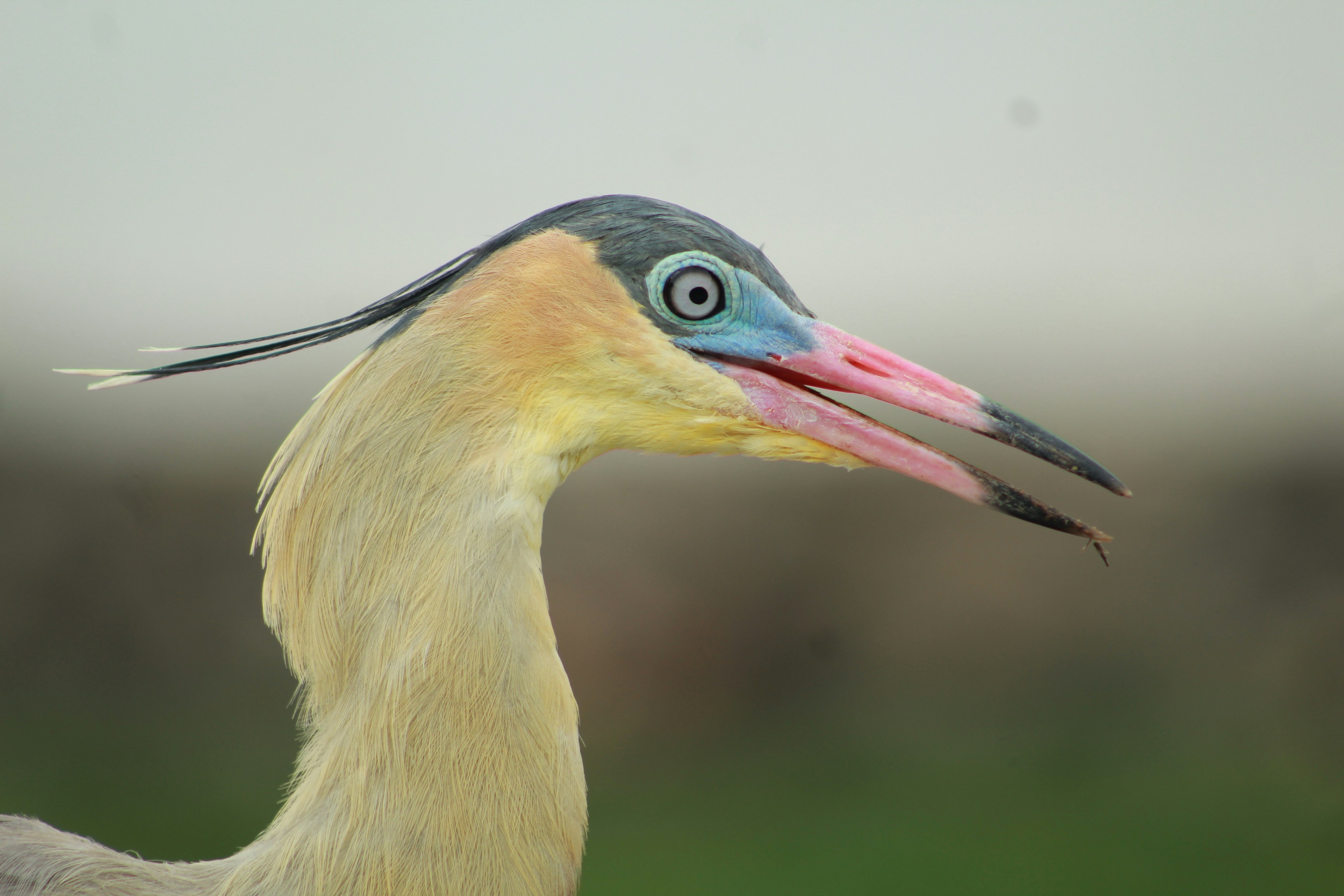 Crested Gaze: Profile Portrait of a Cattle Egret