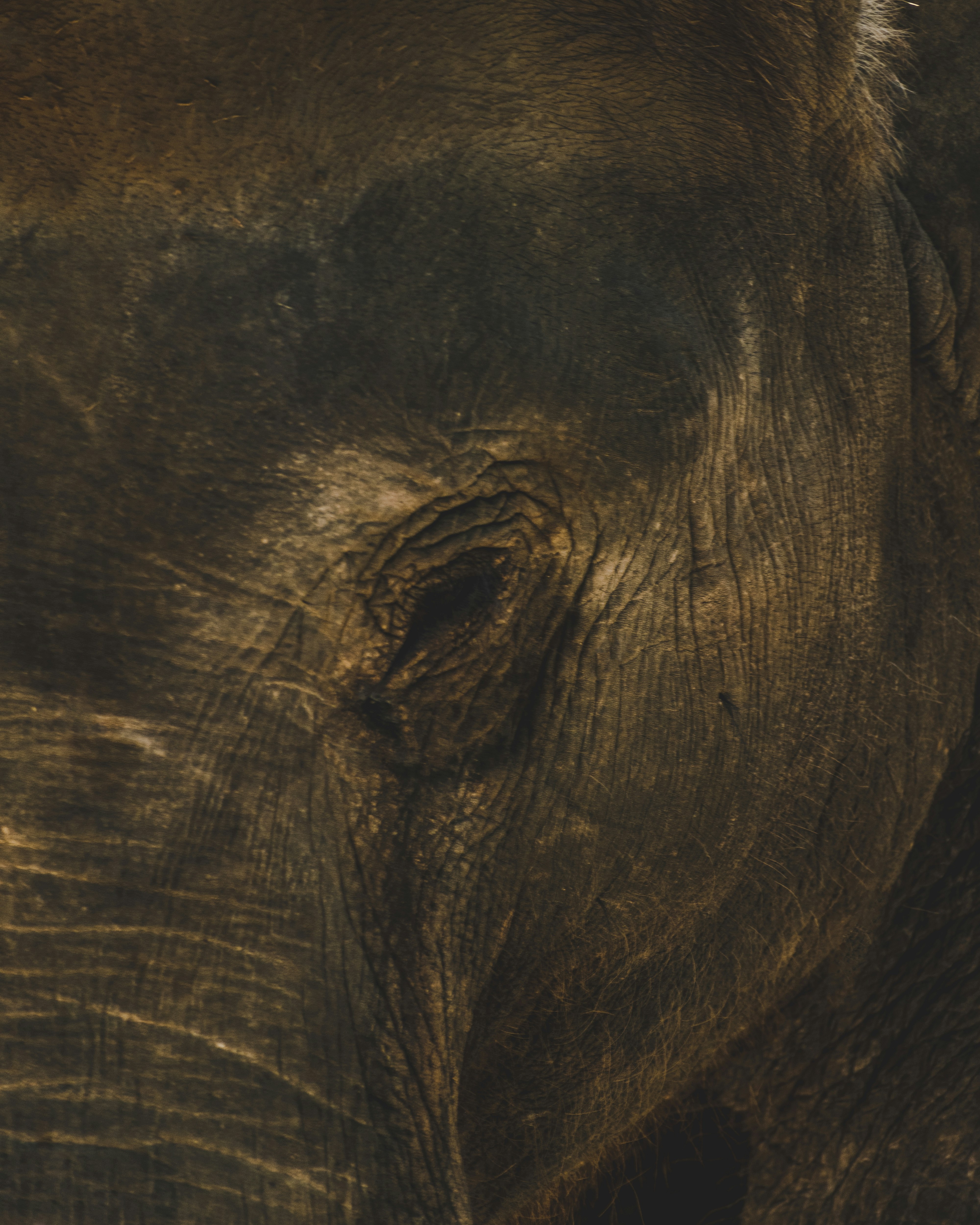 Rugged Light on Elephant Skin: A Portrait of Texture and Time