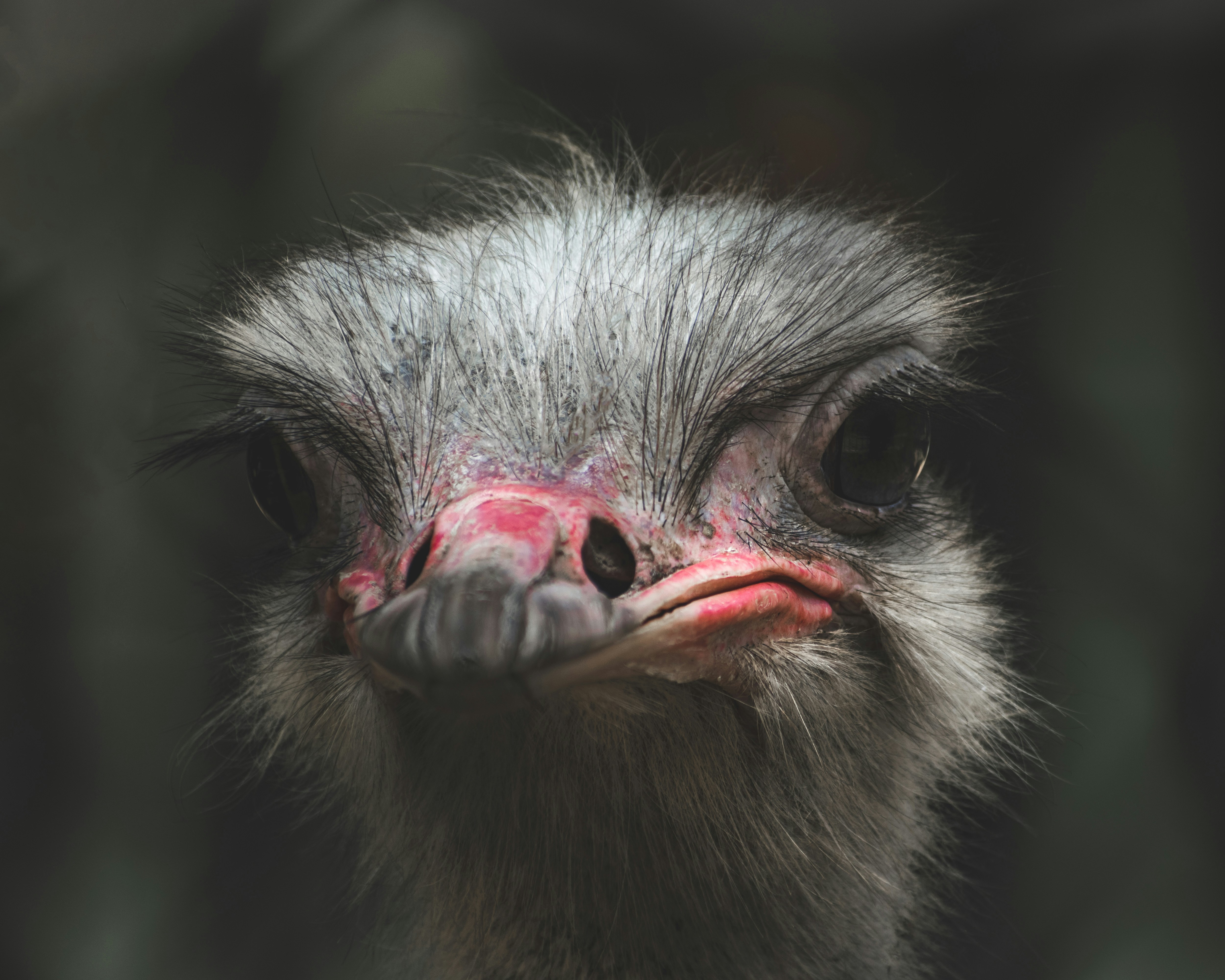 Close-up of an ostrich's face, showcasing its expressive eyes and distinctive beak against a blurred background.