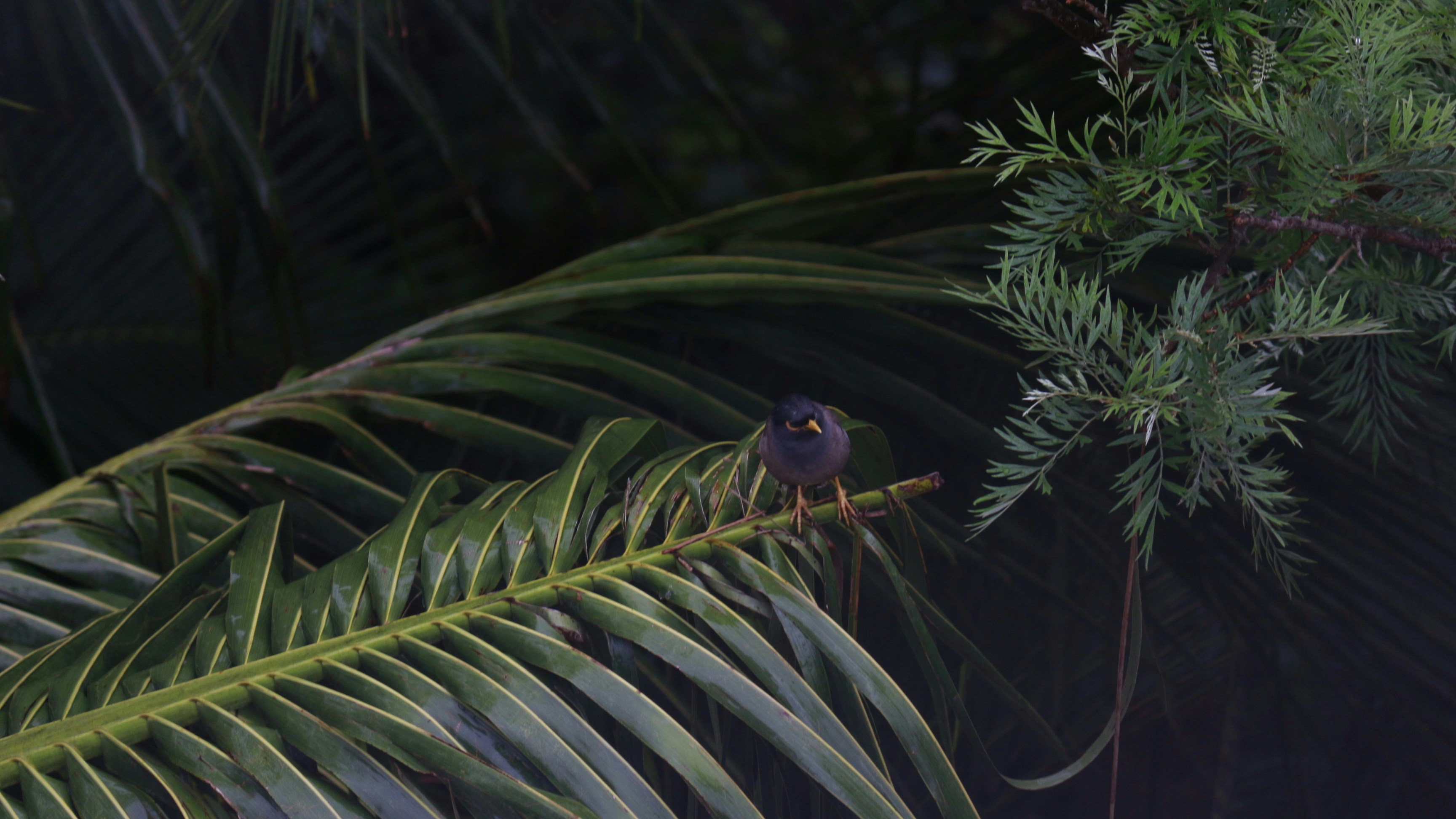 Perched on a Palm Frond: A Tiny Dark Bird in Velvet Shade